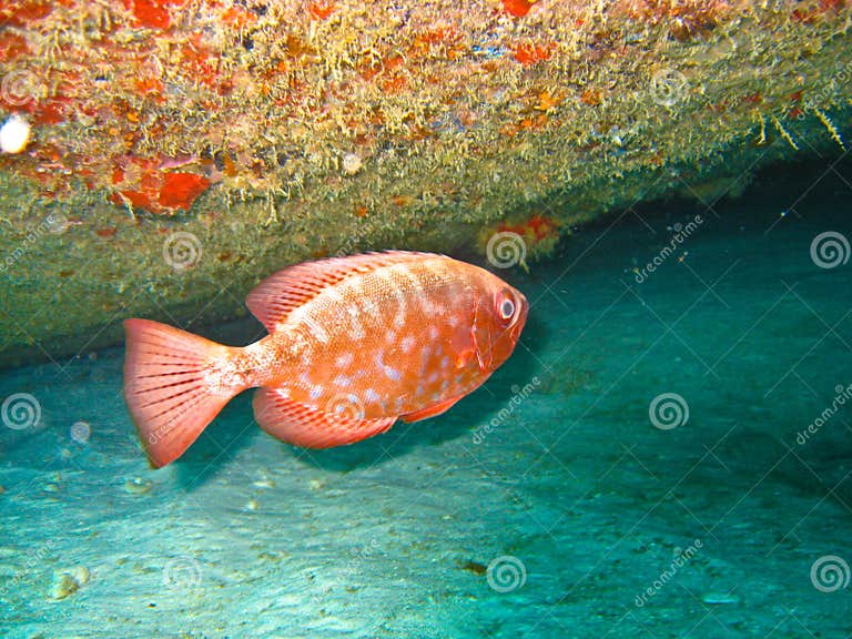 Red Tropical Fish stock image. Image of aquatic, caribe - 14098281