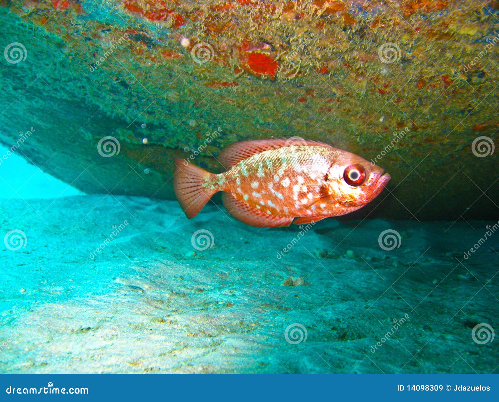 Red Tropical Fish stock image. Image of aquatic, carribean - 14098309