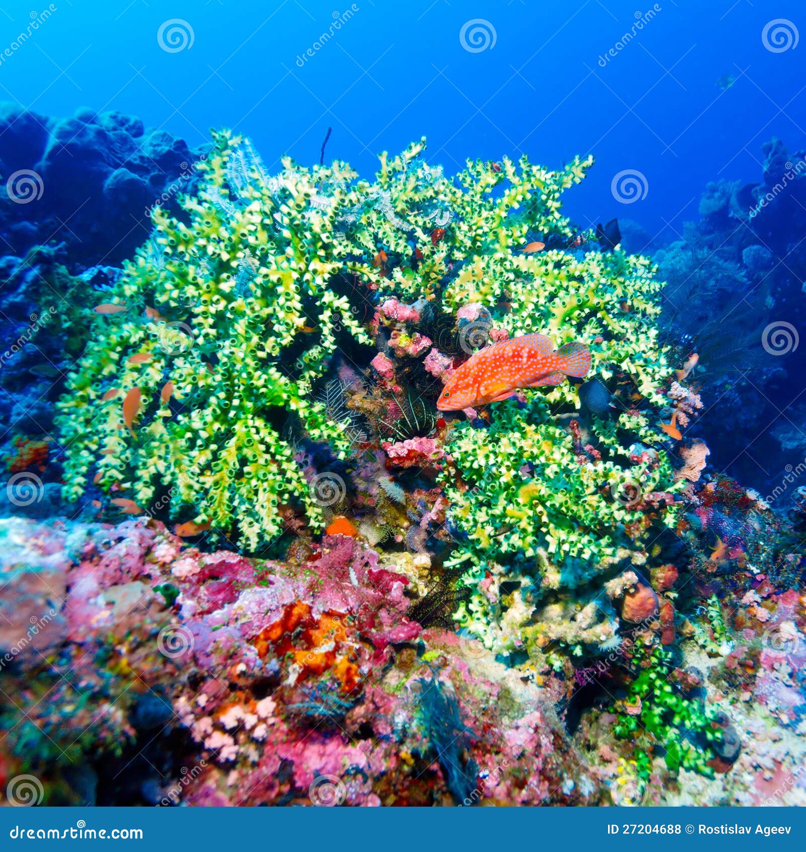 Red Tropical Fish Near Coral Reef Stock Photo - Image of bali, maldives ...