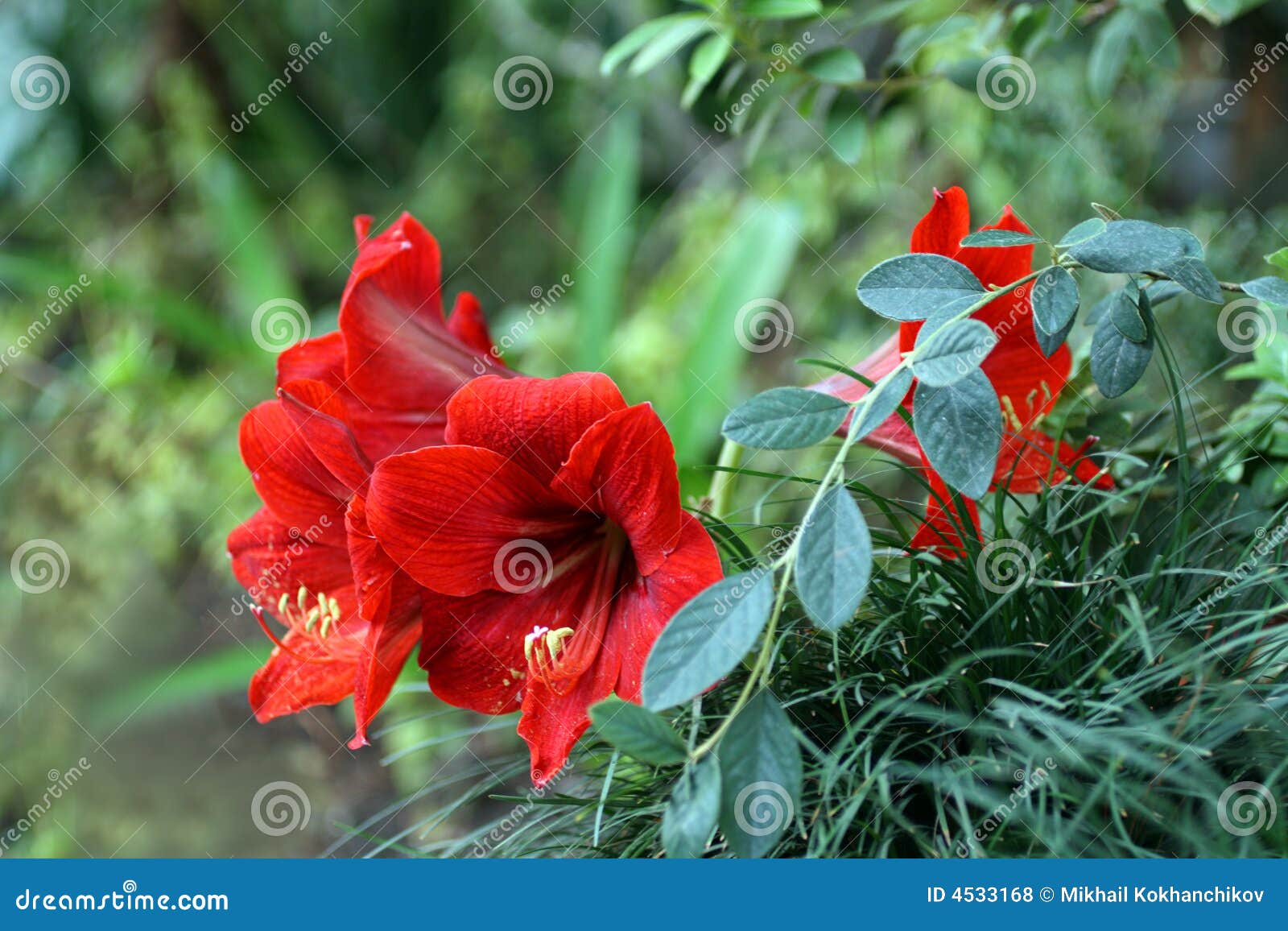 Red tropical flower stock photo. Image of beauty, perfection - 4533168