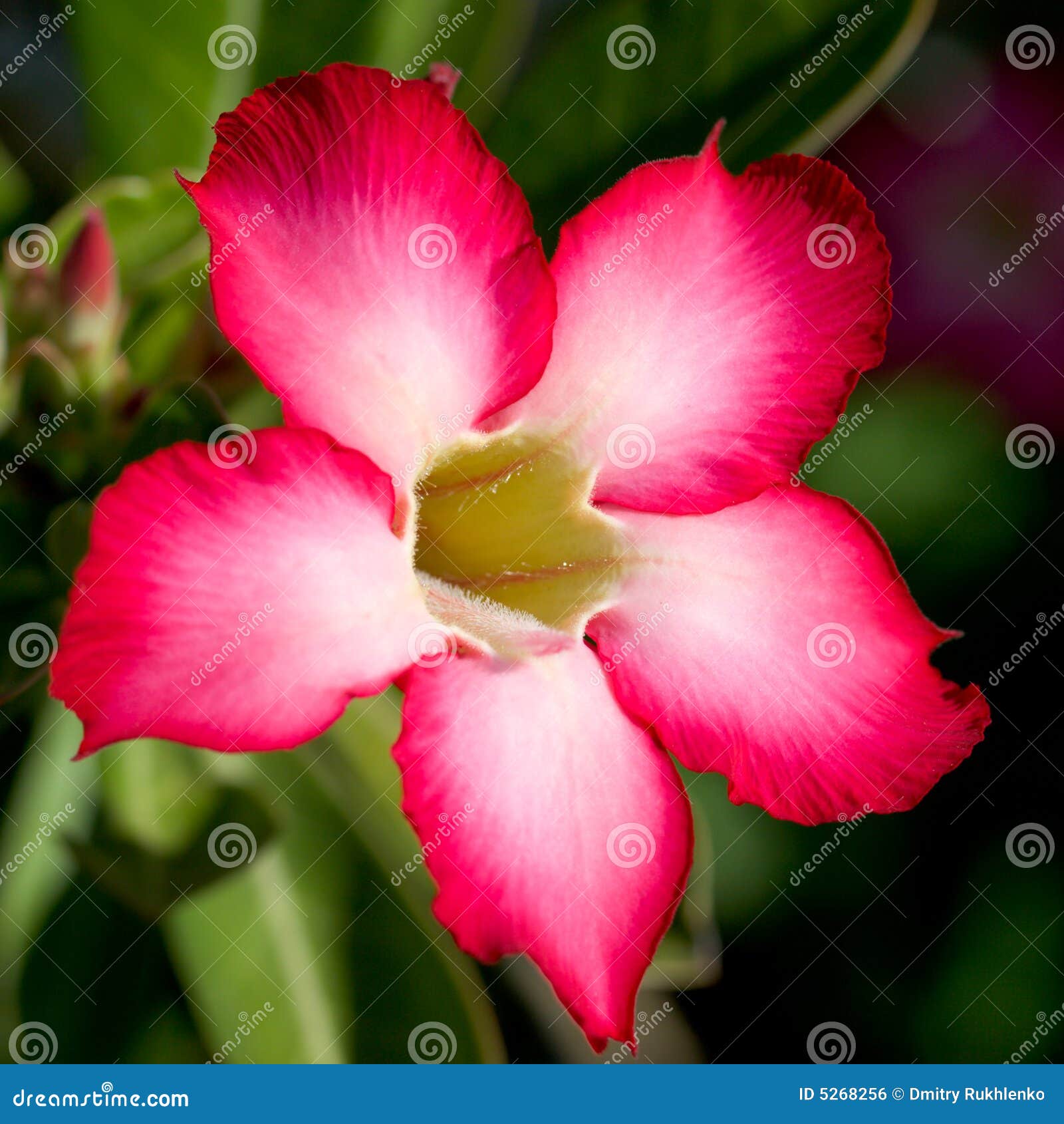 Red tropical flower stock photo. Image of hibiscus, bright - 5268256