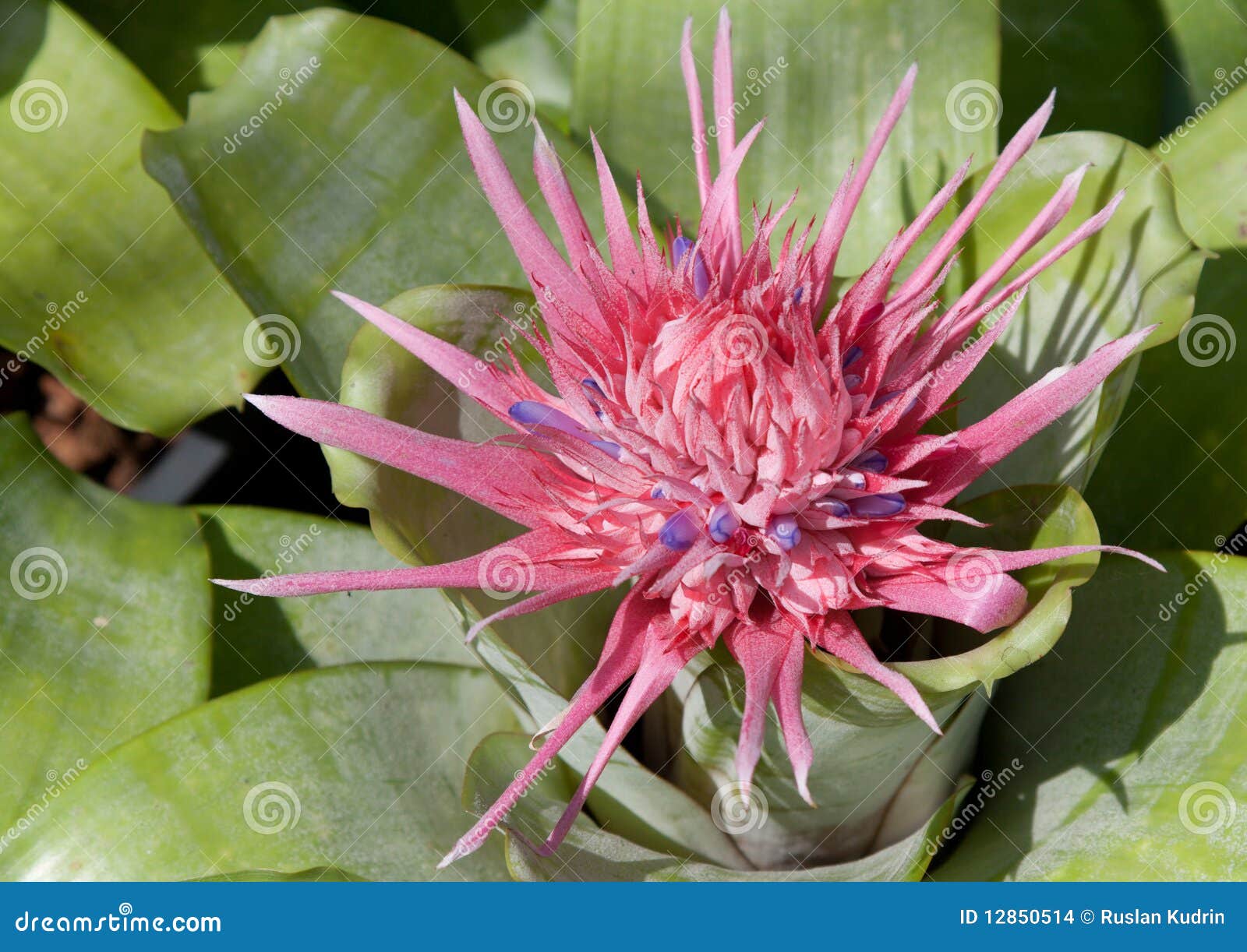 Red Tropical Flower, Aechmea Fasciata Stock Photo - Image of jungle ...