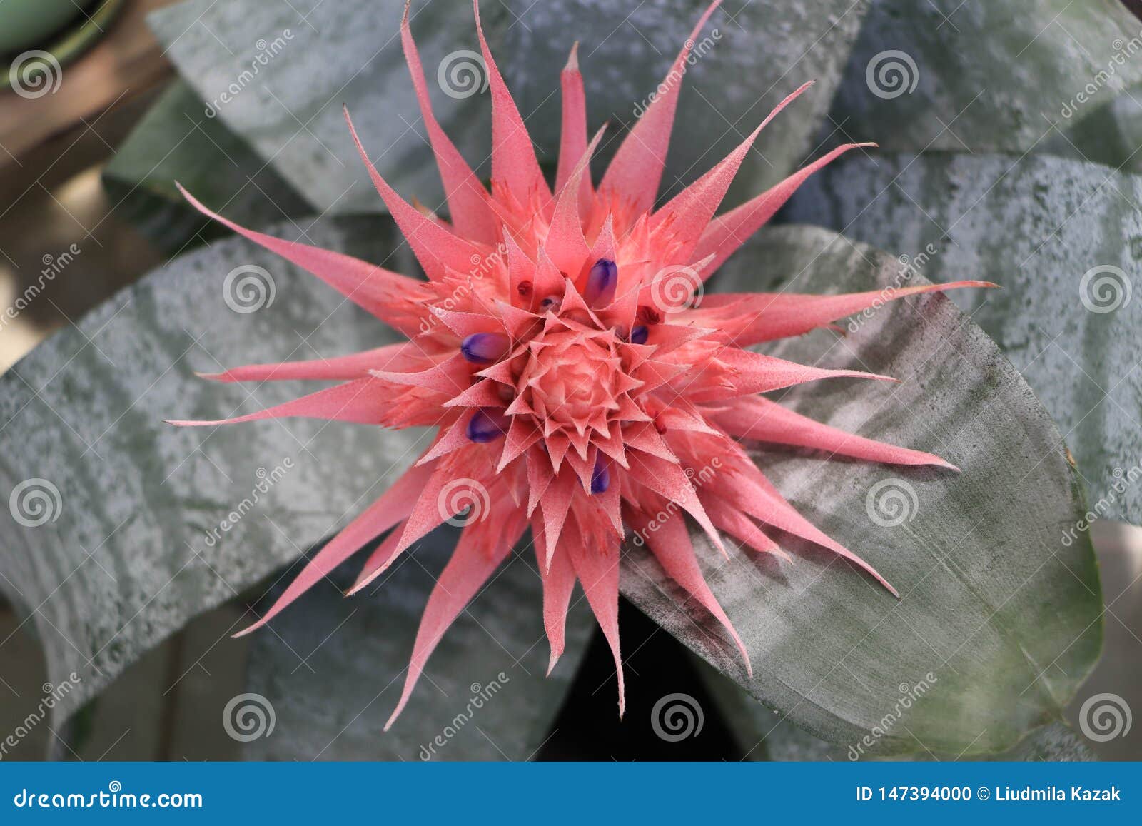 Flower Of Aechmea Gamosepala, Bromeliad In The Garden Stock Photography ...