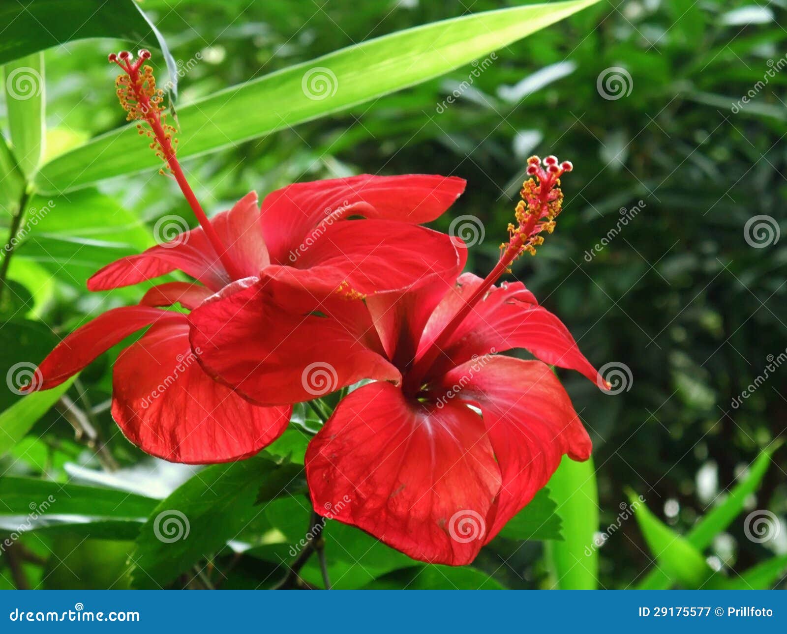 Red tropical flowers stock image. Image of fresh, outdoors - 29175577