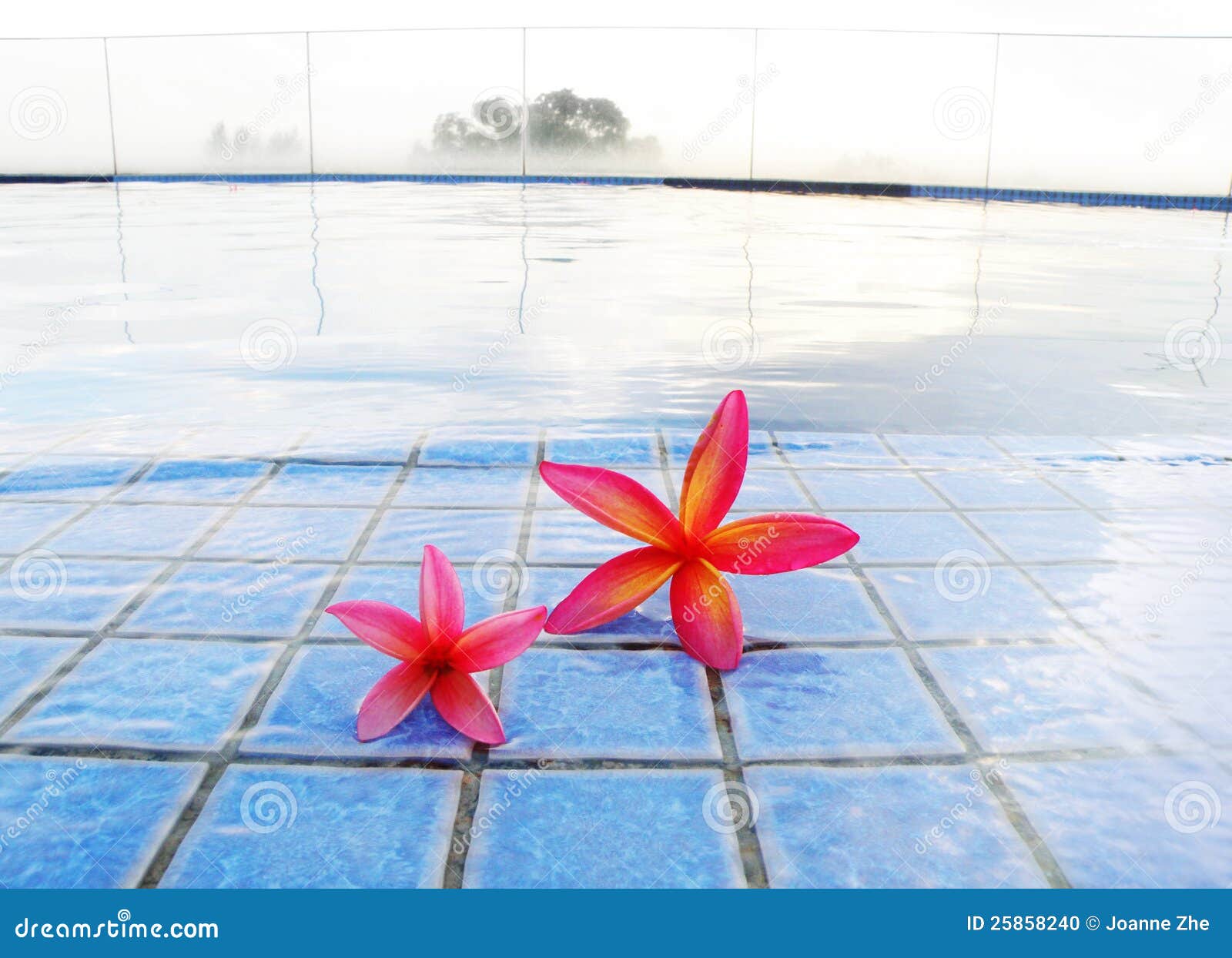 Red Tropical Flowers at Misty Resort Pool Stock Photo - Image of misty ...