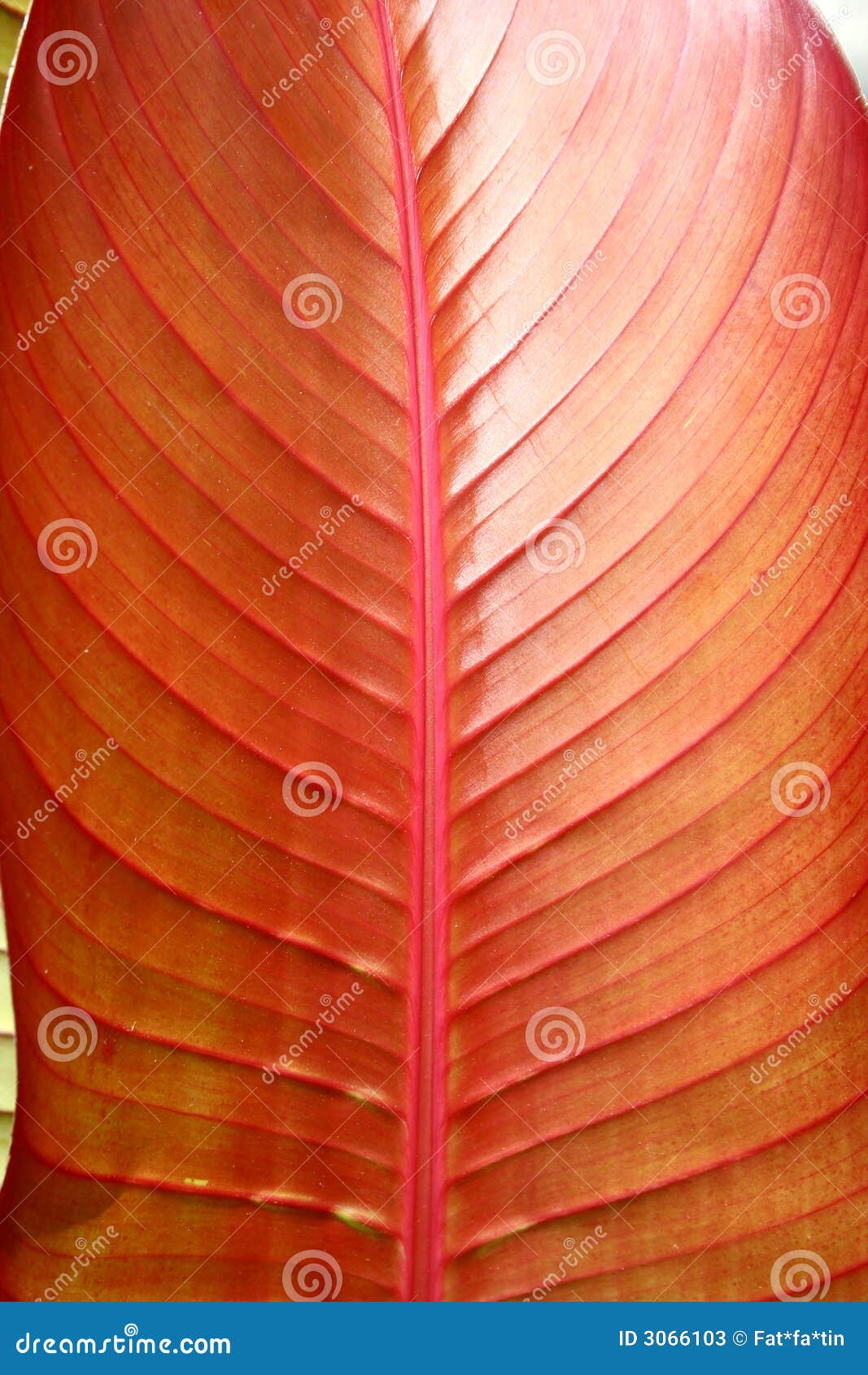 Red tropical leaf - detail stock image. Image of tree - 3066103