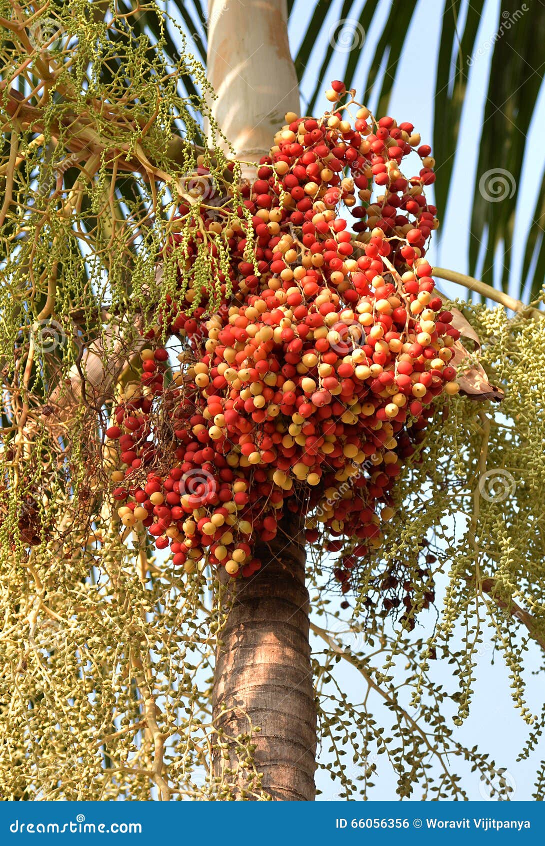 Red tropical palm fruit stock photo. Image of name, botany - 66056356