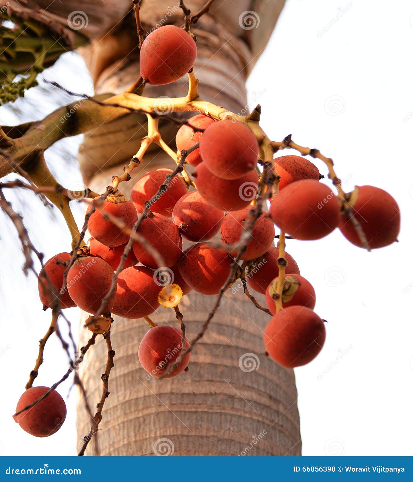 Red tropical palm fruit stock photo. Image of angiosperms - 66056390