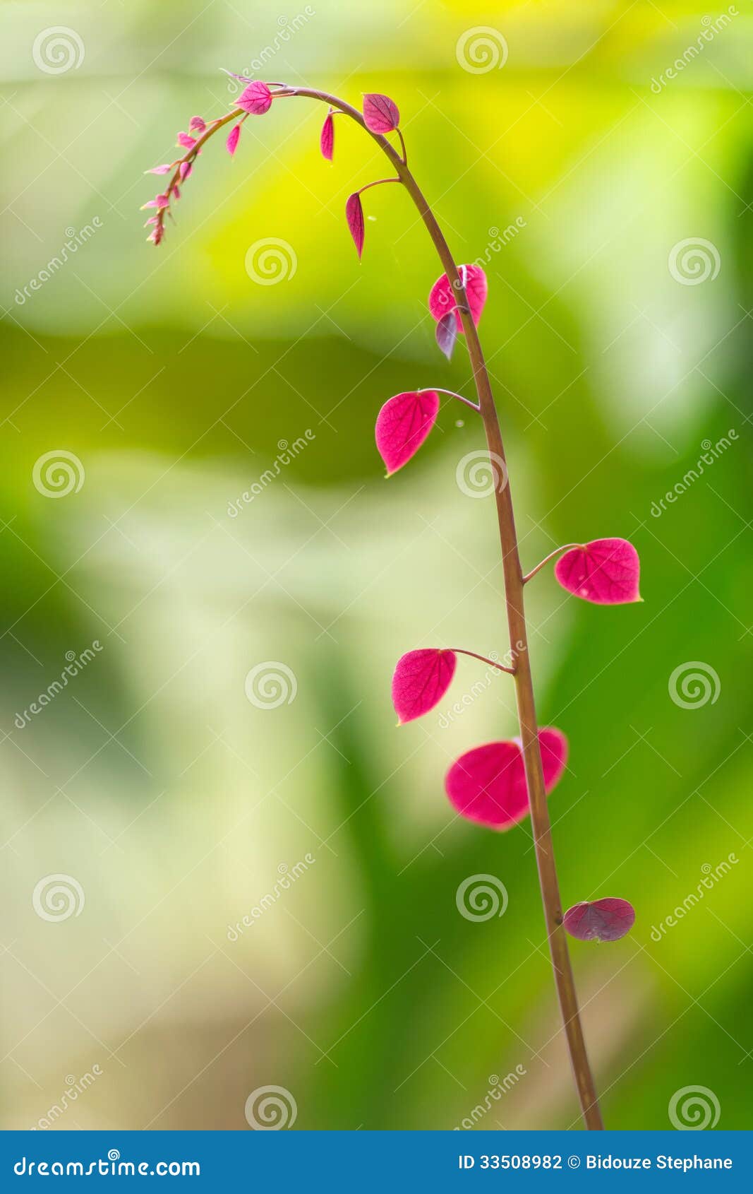 Red tropical sprout stock photo. Image of vine, stem - 33508982