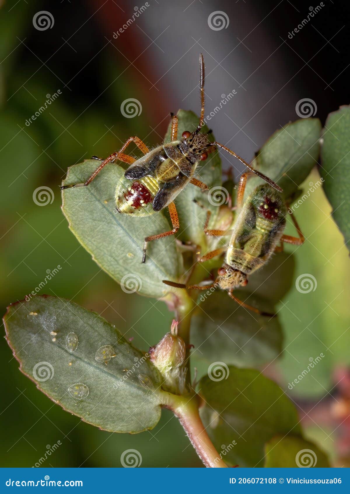 Red True Bugs nymph stock photo. Image of insecta, insect - 206072108
