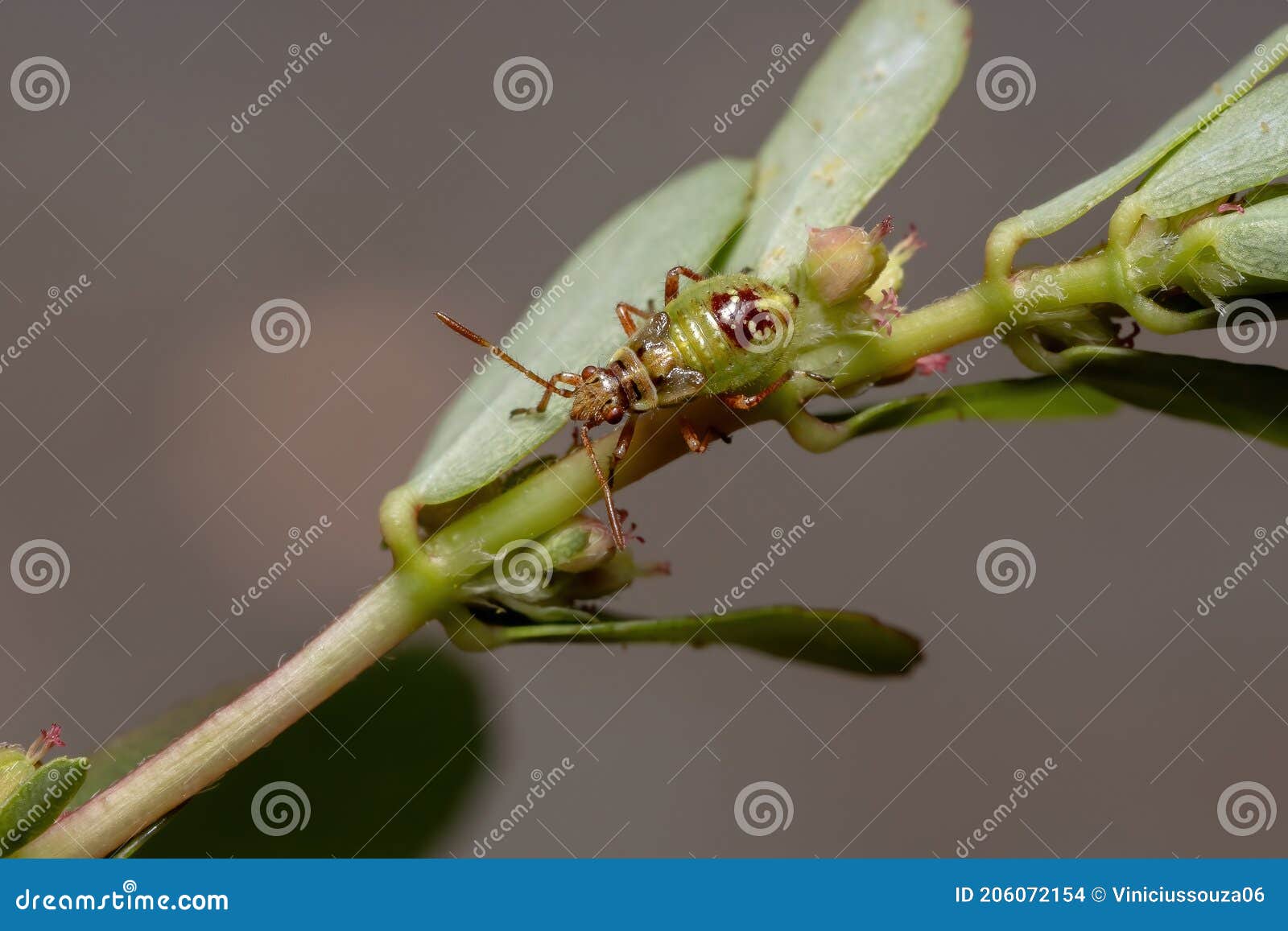 Red True Bugs nymph stock photo. Image of natural, heteroptera - 206072154