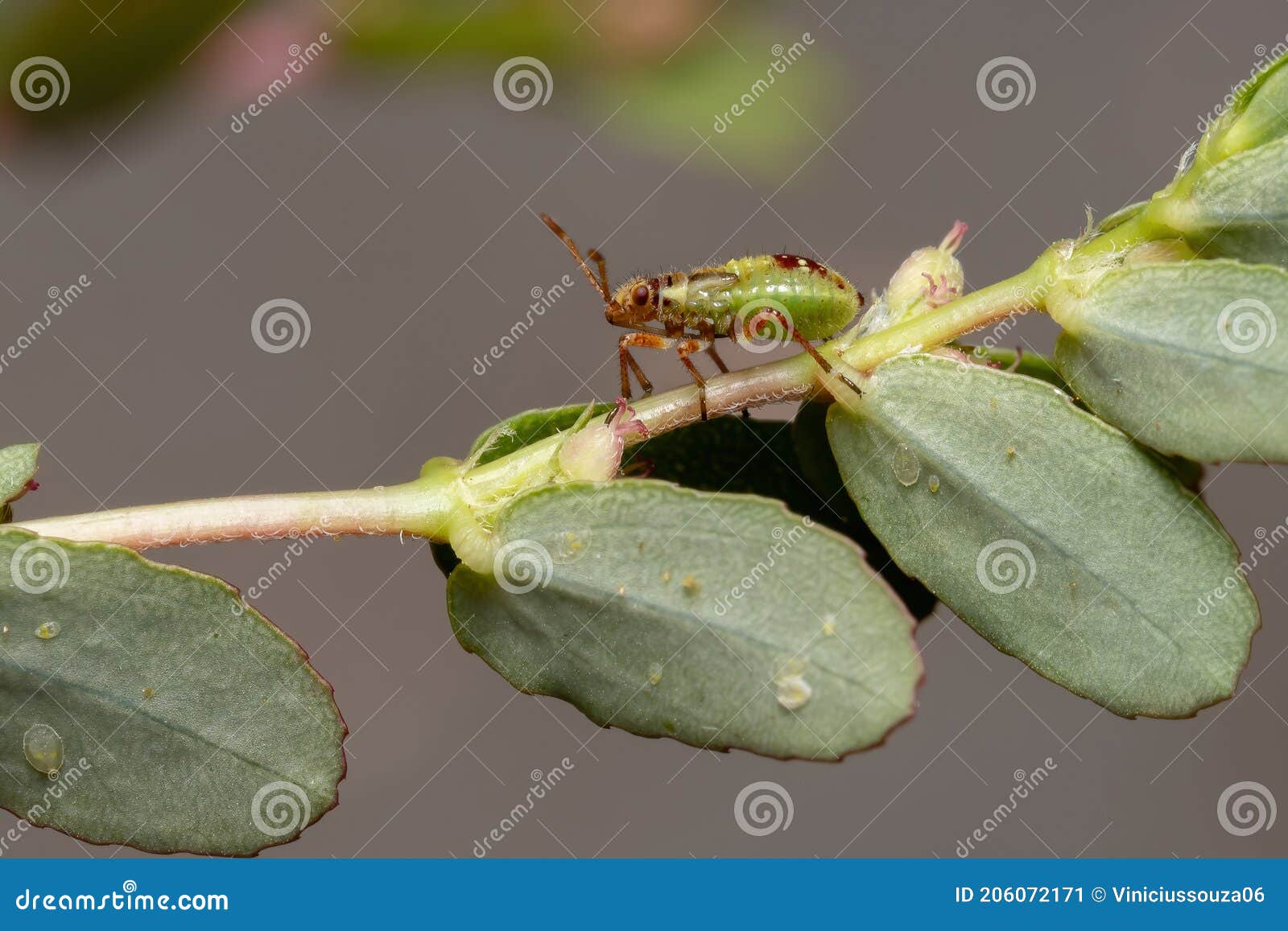 Red True Bugs nymph stock image. Image of animals, leaf - 206072171