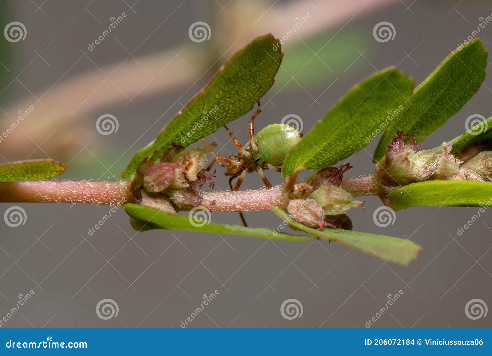 Red True Bugs nymph stock photo. Image of green, wild - 206072184