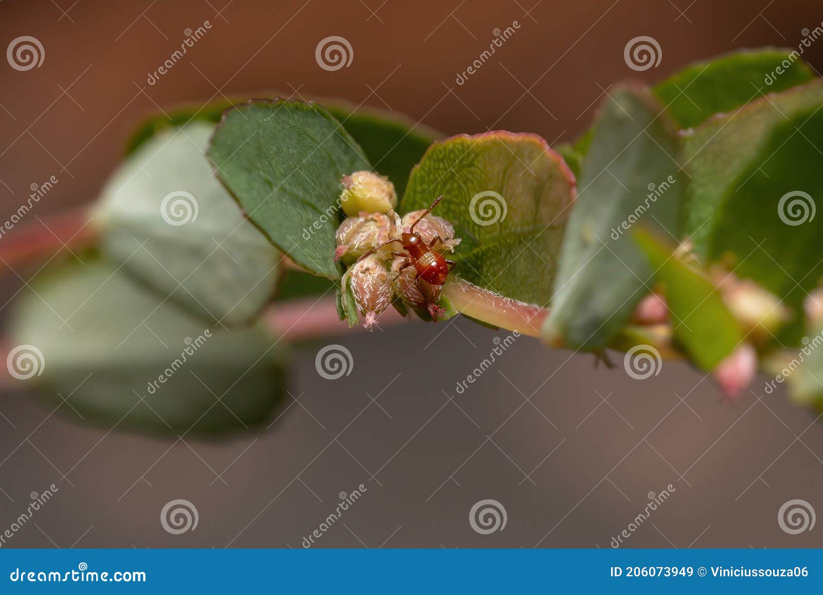 Red True Bugs nymph stock image. Image of wildlife, nymph - 206073949