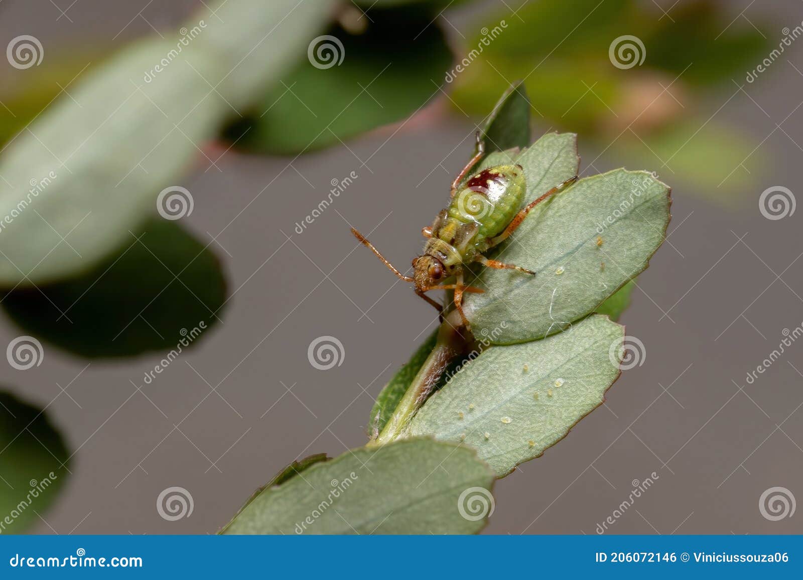 Red True Bugs nymph stock photo. Image of nature, leaf - 206072146