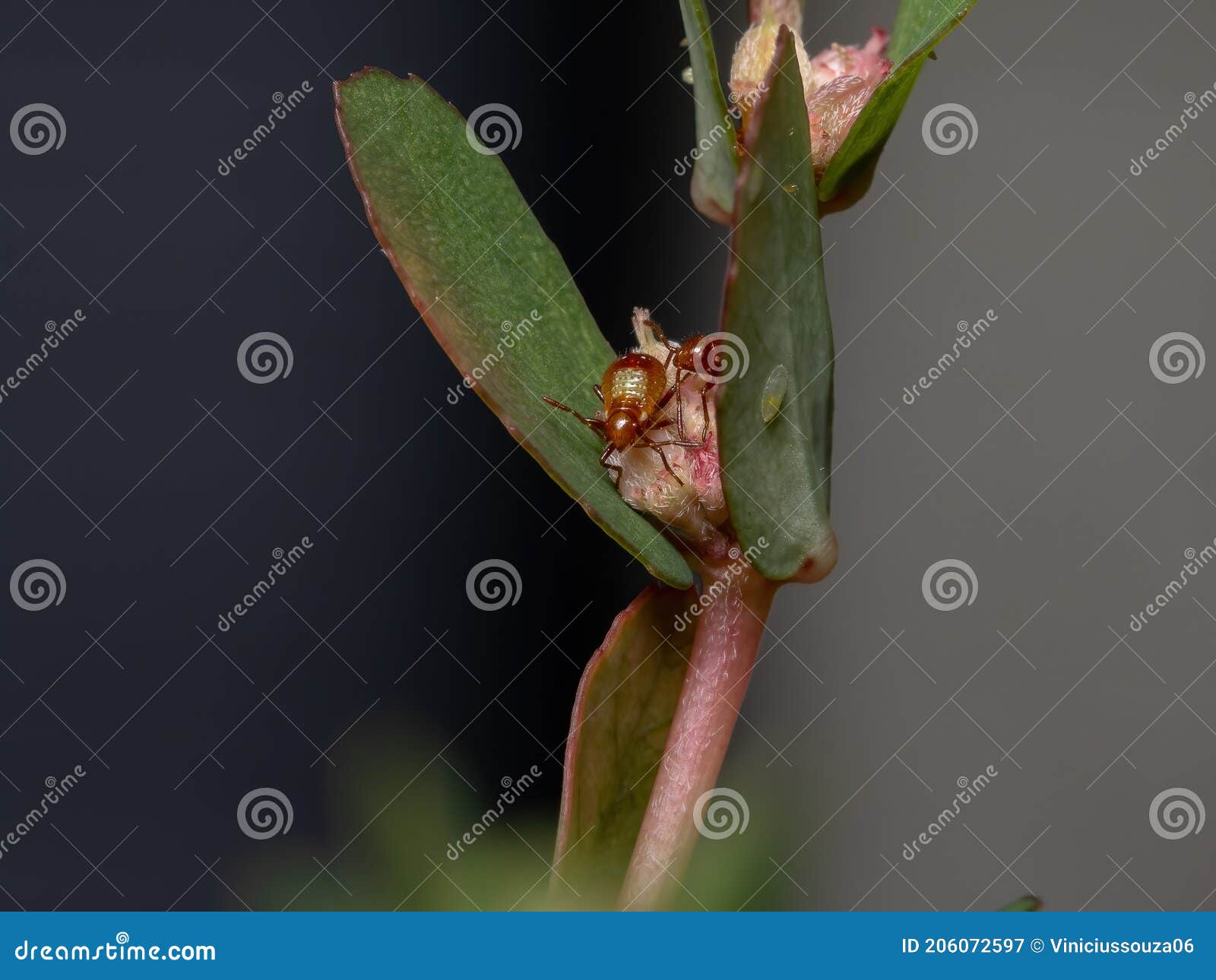 Red True Bugs nymph stock image. Image of green, true - 206072597