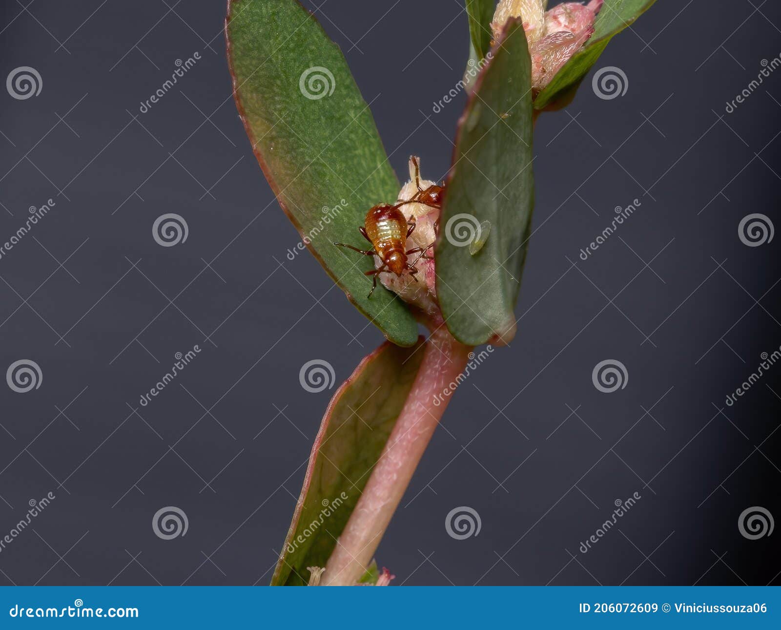 Red True Bugs nymph stock image. Image of pest, insecta - 206072609