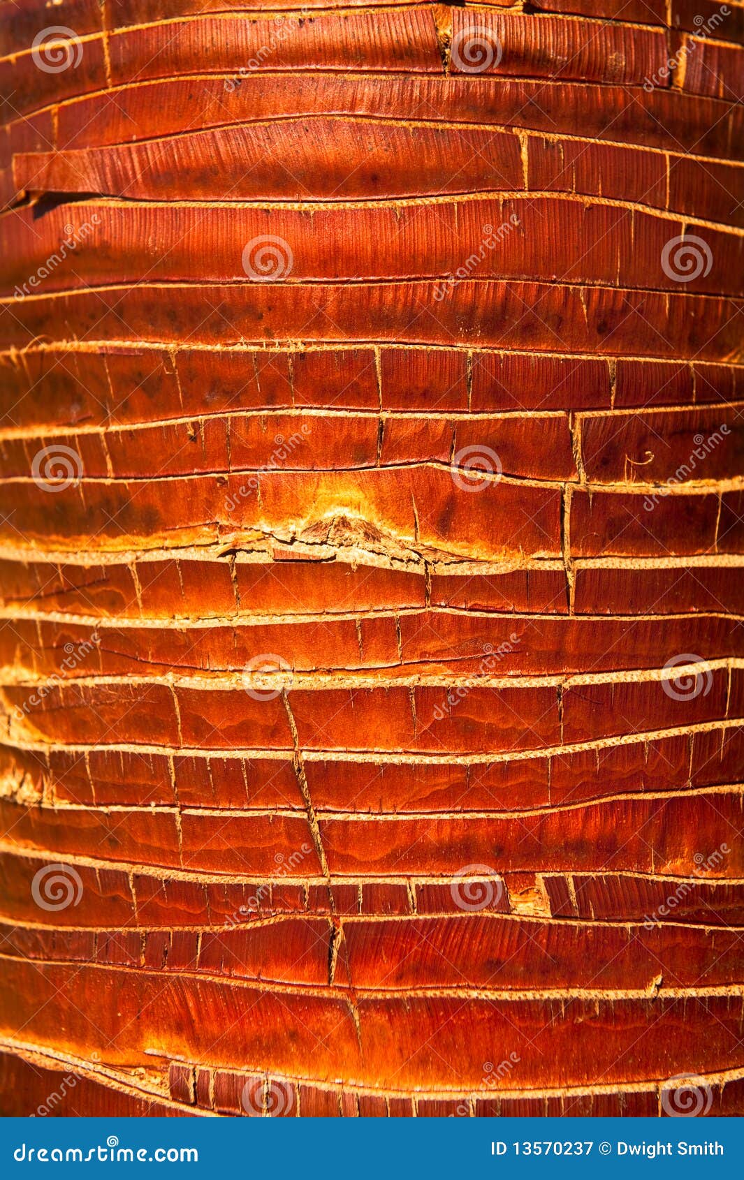 Red Trunk stock image. Image of lines, closeup, bark - 13570237