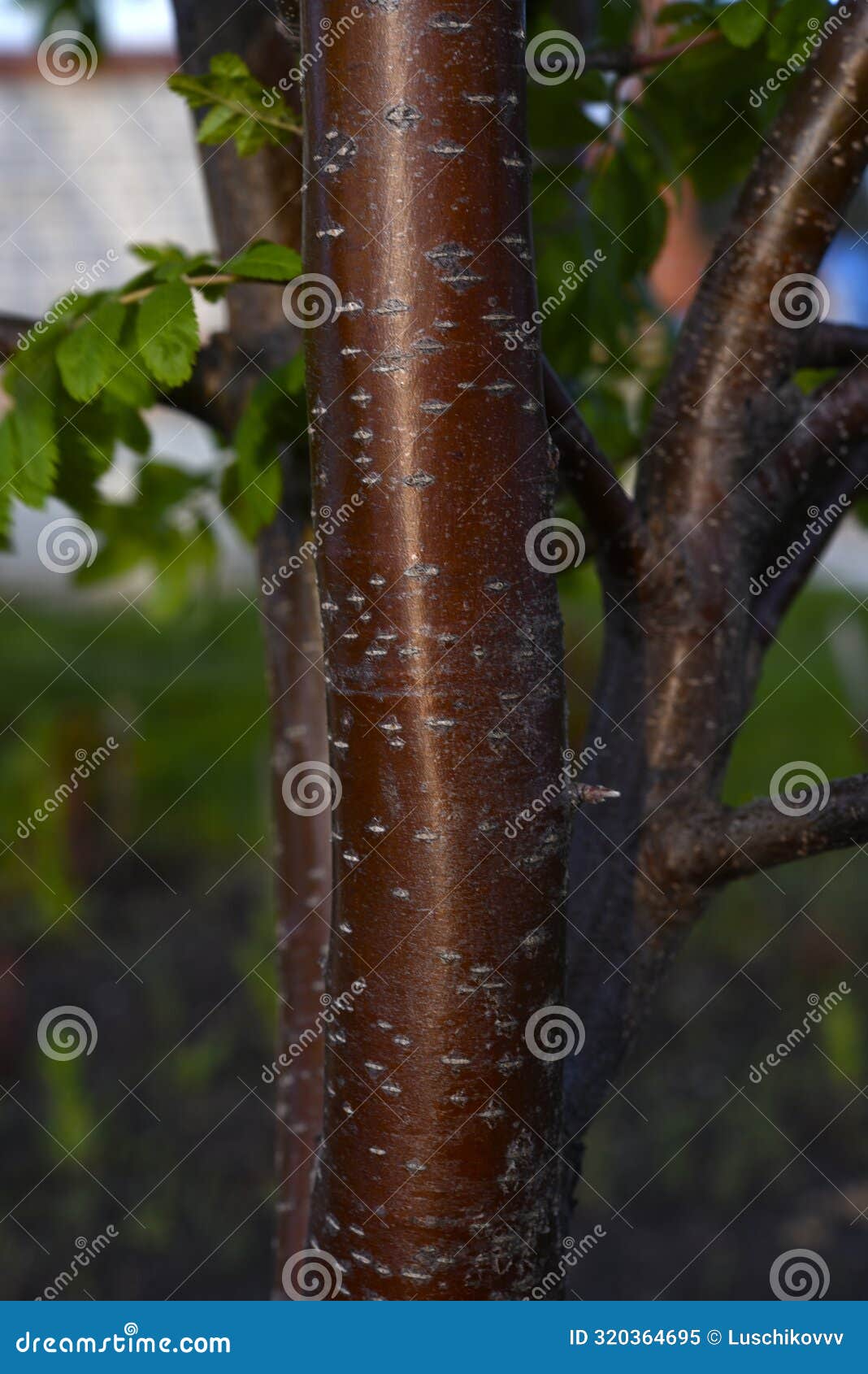 The Red Trunk of a Rowan Tree. the Red Bark of the Tree Stock Image ...