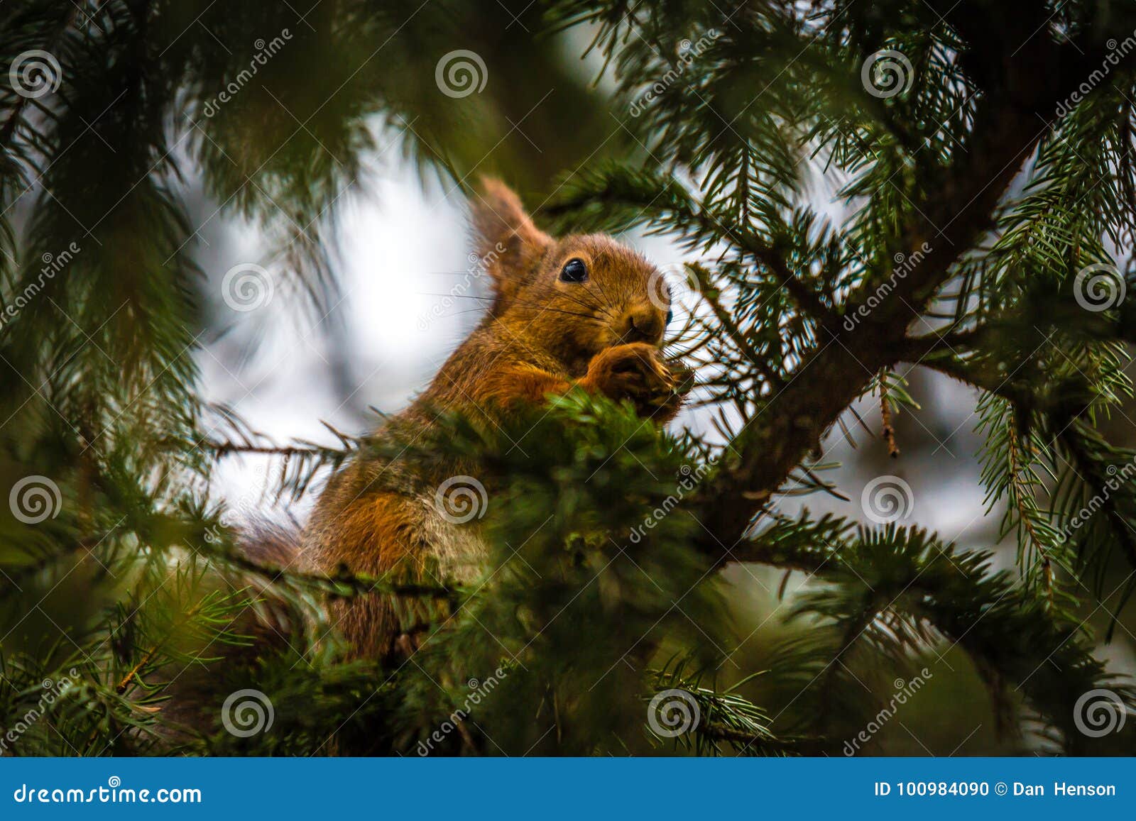 Red Squirrel in a Tree, Stockholm, Sweden Stock Photo - Image of sweden ...