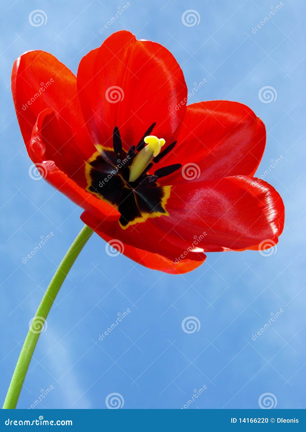Red tulip stock photo. Image of colorful, vibrant, nature - 14166220