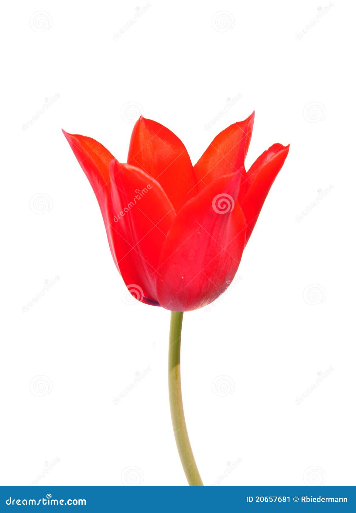 Red tulip stock image. Image of flora, tulip, decoration - 20657681