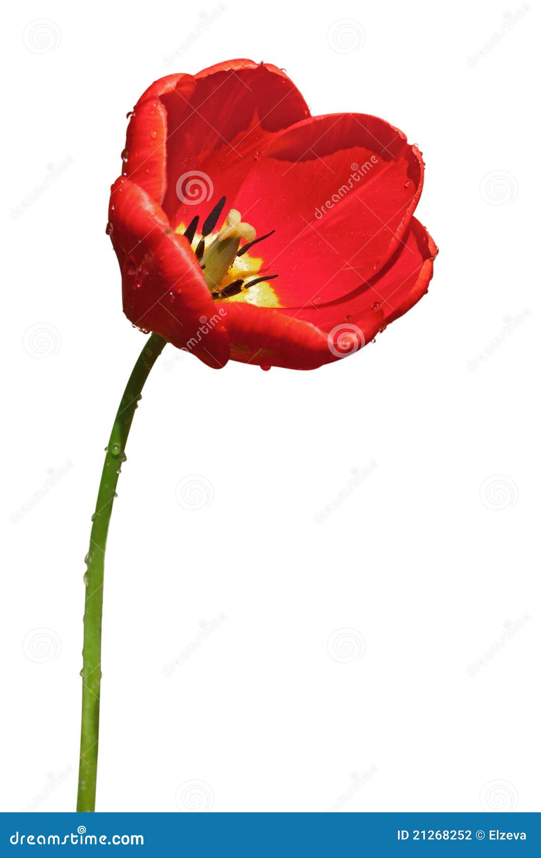 Red tulip stock photo. Image of brightly, blossoms, fresh - 21268252