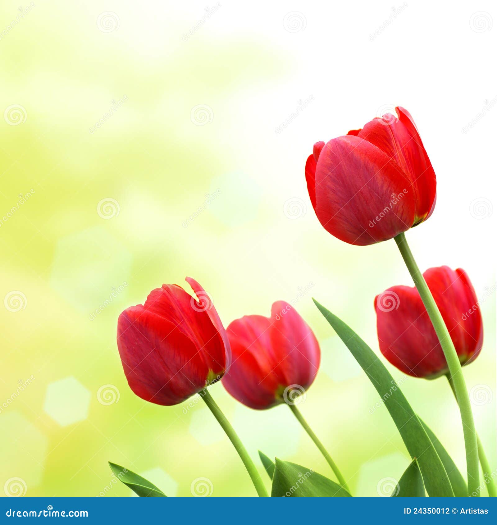 Red tulip stock photo. Image of border, petal, nature - 24350012