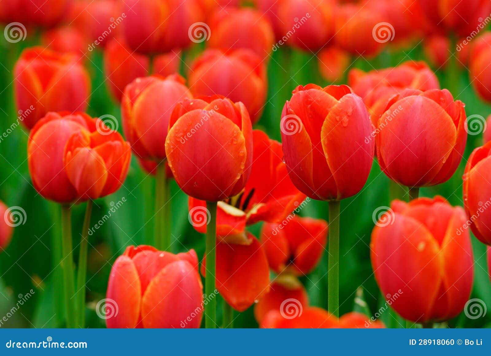 Red tulip stock photo. Image of nature, green, floral - 28918060