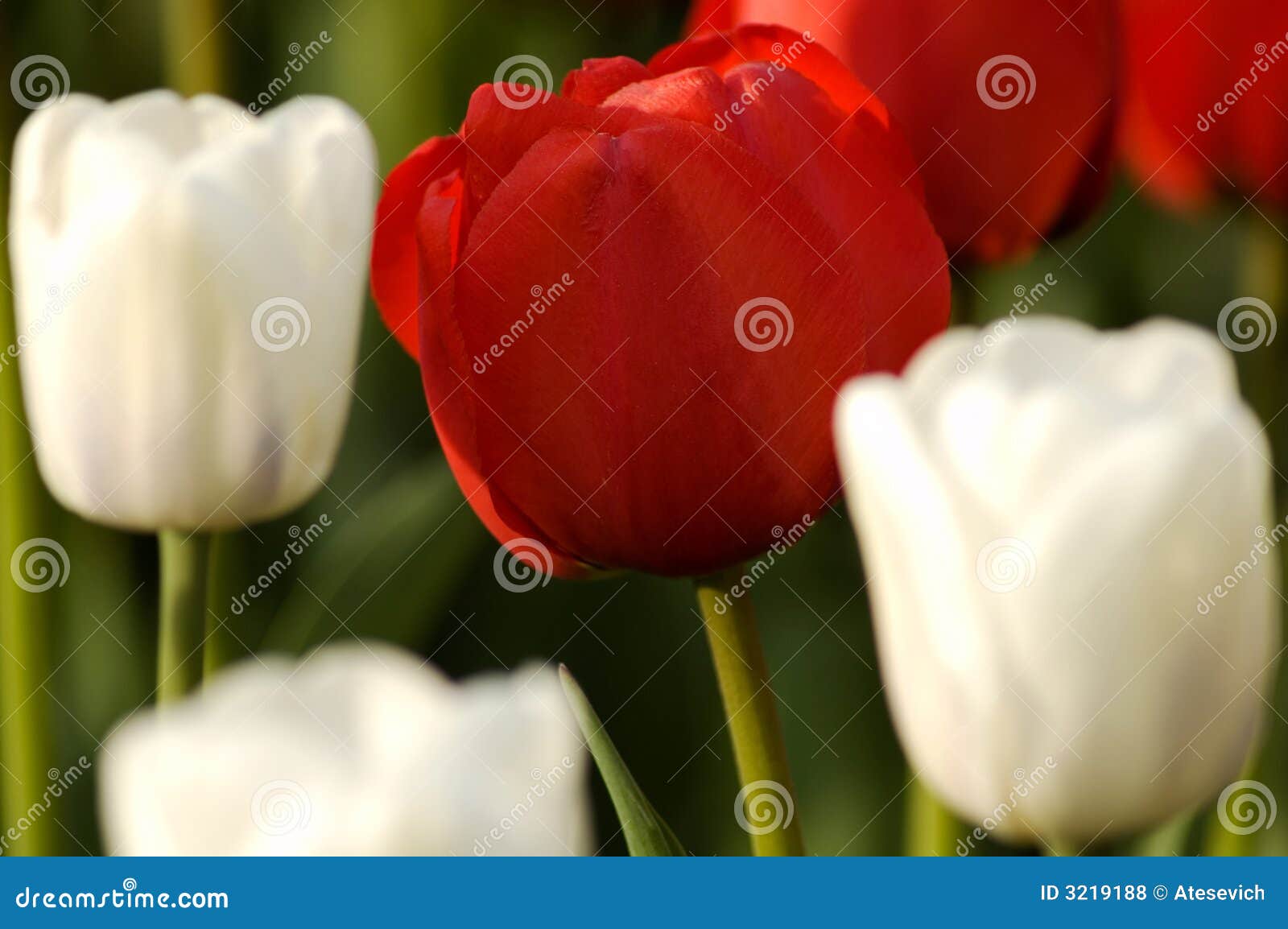 334 Tulip Rise Stock Photos - Free & Royalty-Free Stock Photos from ...