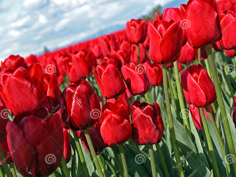 Red tulip stock image. Image of botanical, garden, crimson - 417839