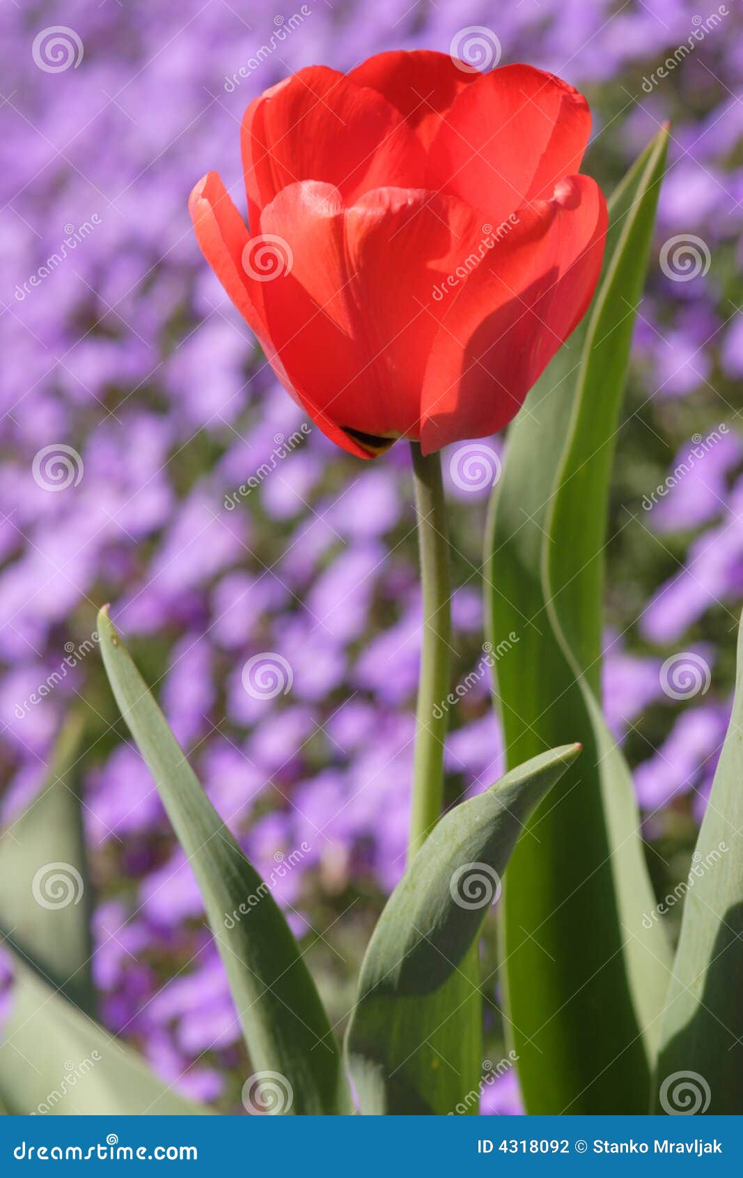 Red tulip stock photo. Image of tulip, branches, beautiful - 4318092