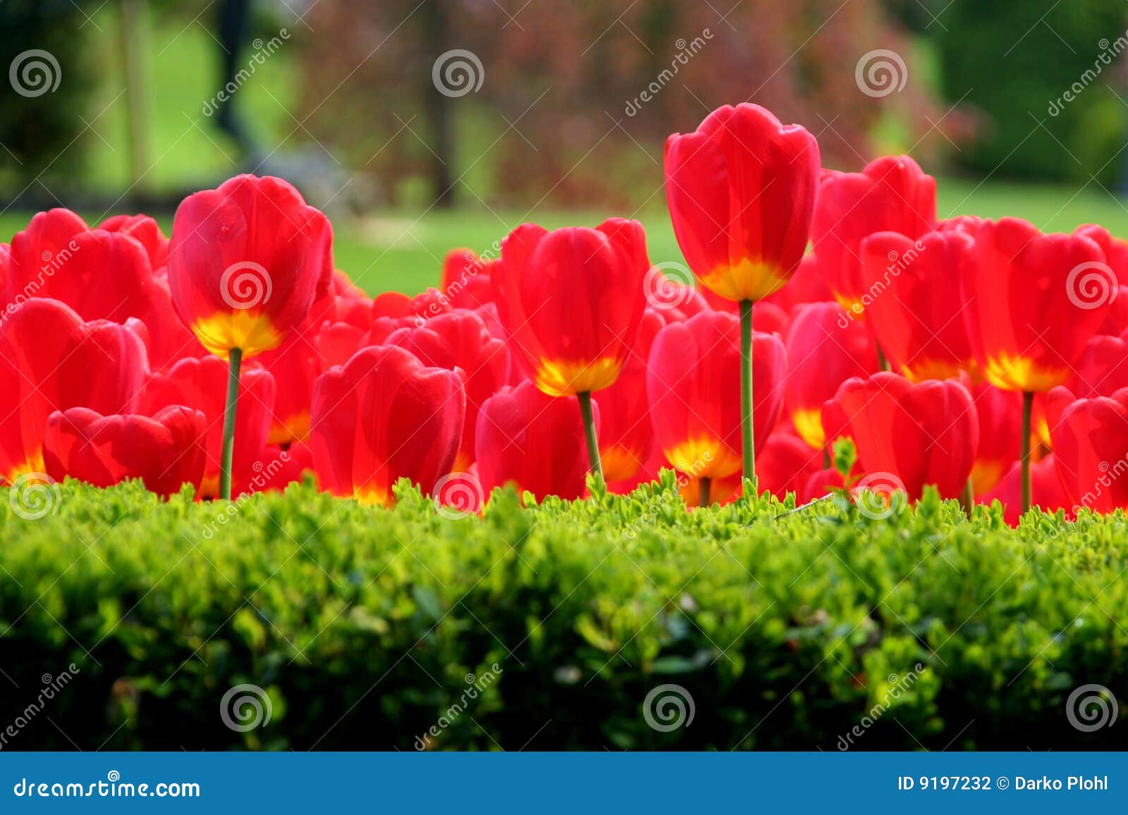 Red tulip stock photo. Image of buxus, bulb, tulip, coloured - 9197232