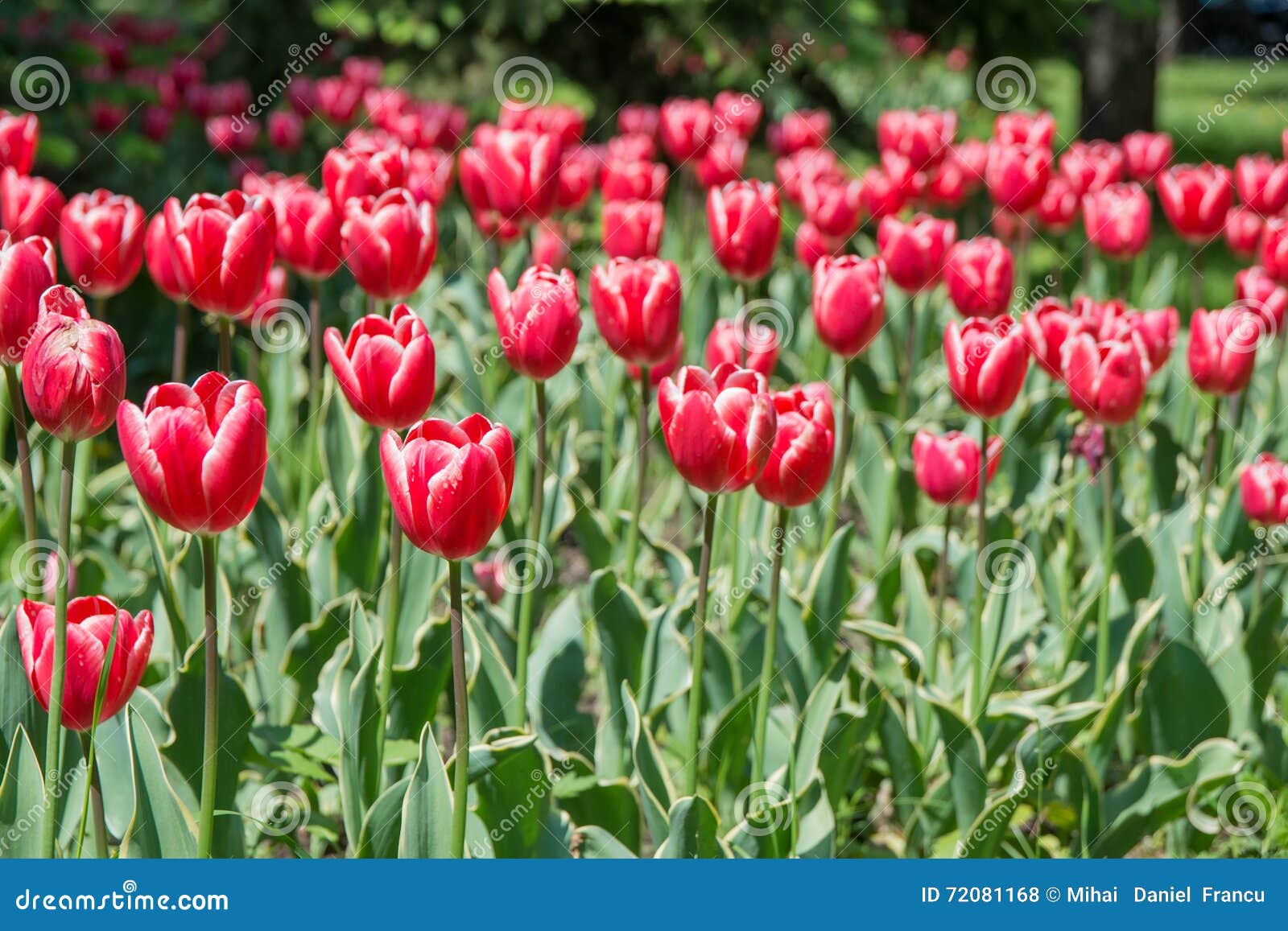 Red tulip stock photo. Image of city, braeov, close, tree - 72081168