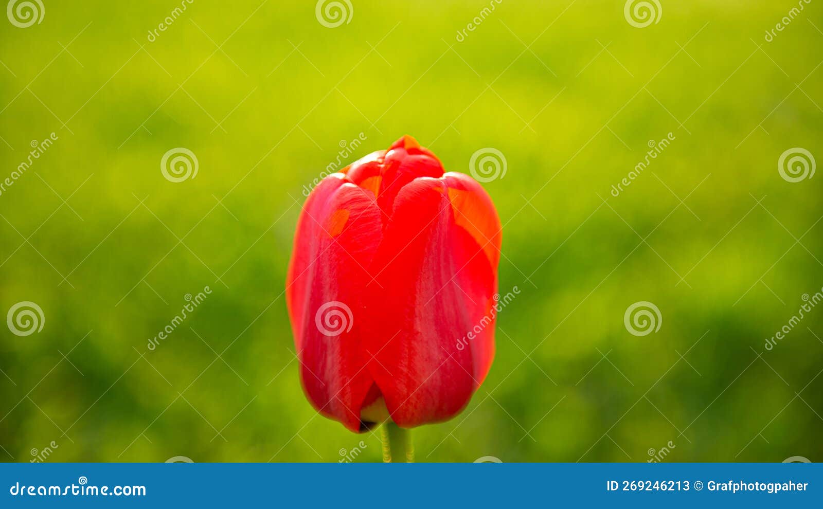 Red Tulip on a Blurred Green Background Stock Image - Image of event ...