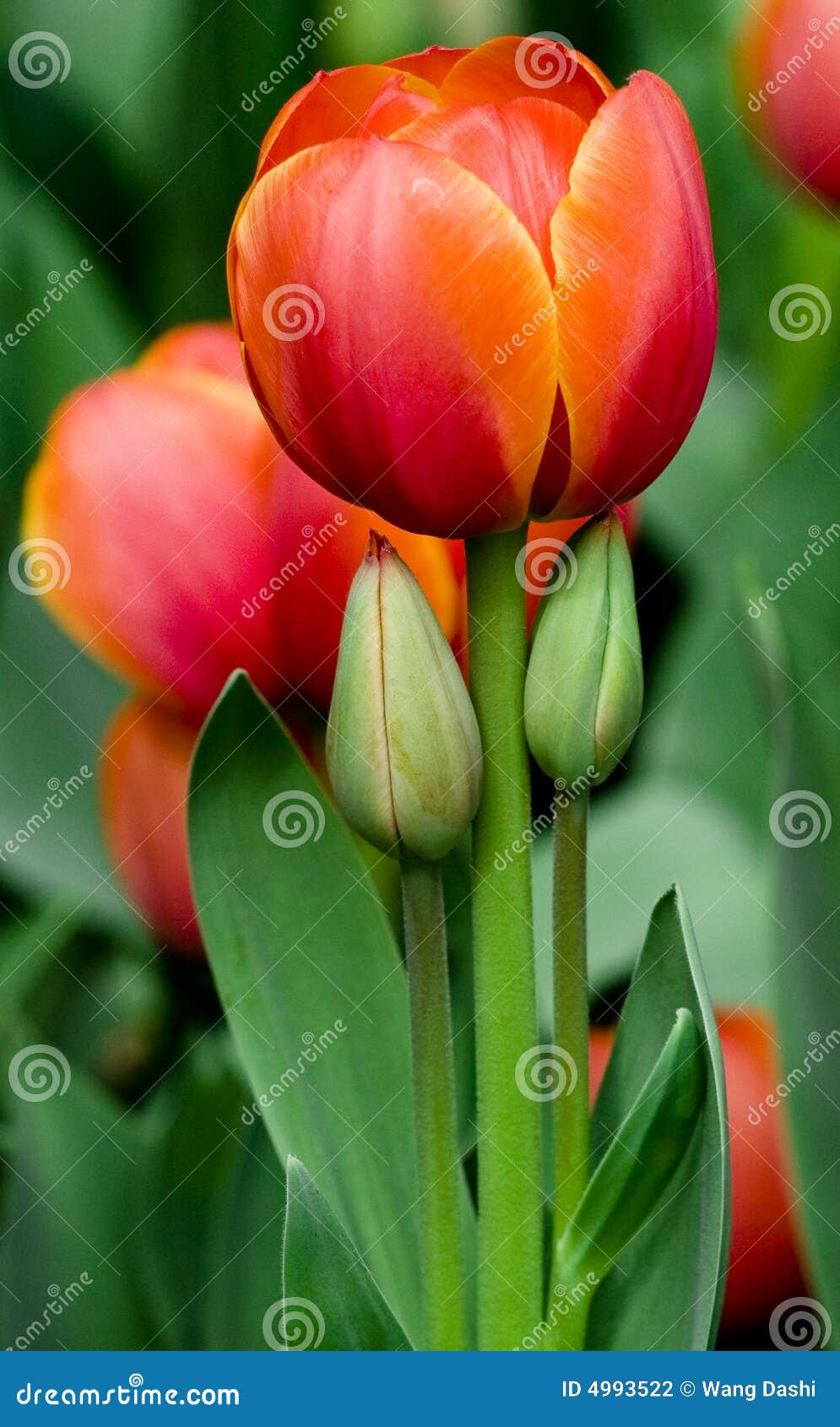 Red tulip bud stock photo. Image of inspiring, leadership - 4993522