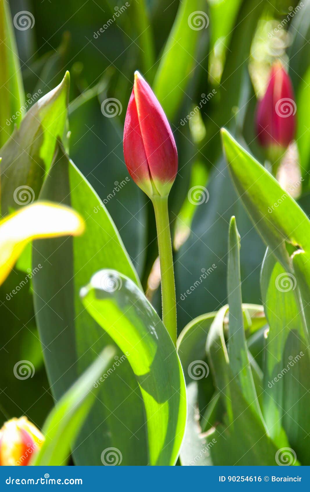 Red tulip bud stock photo. Image of garden, flora, beautiful - 90254616