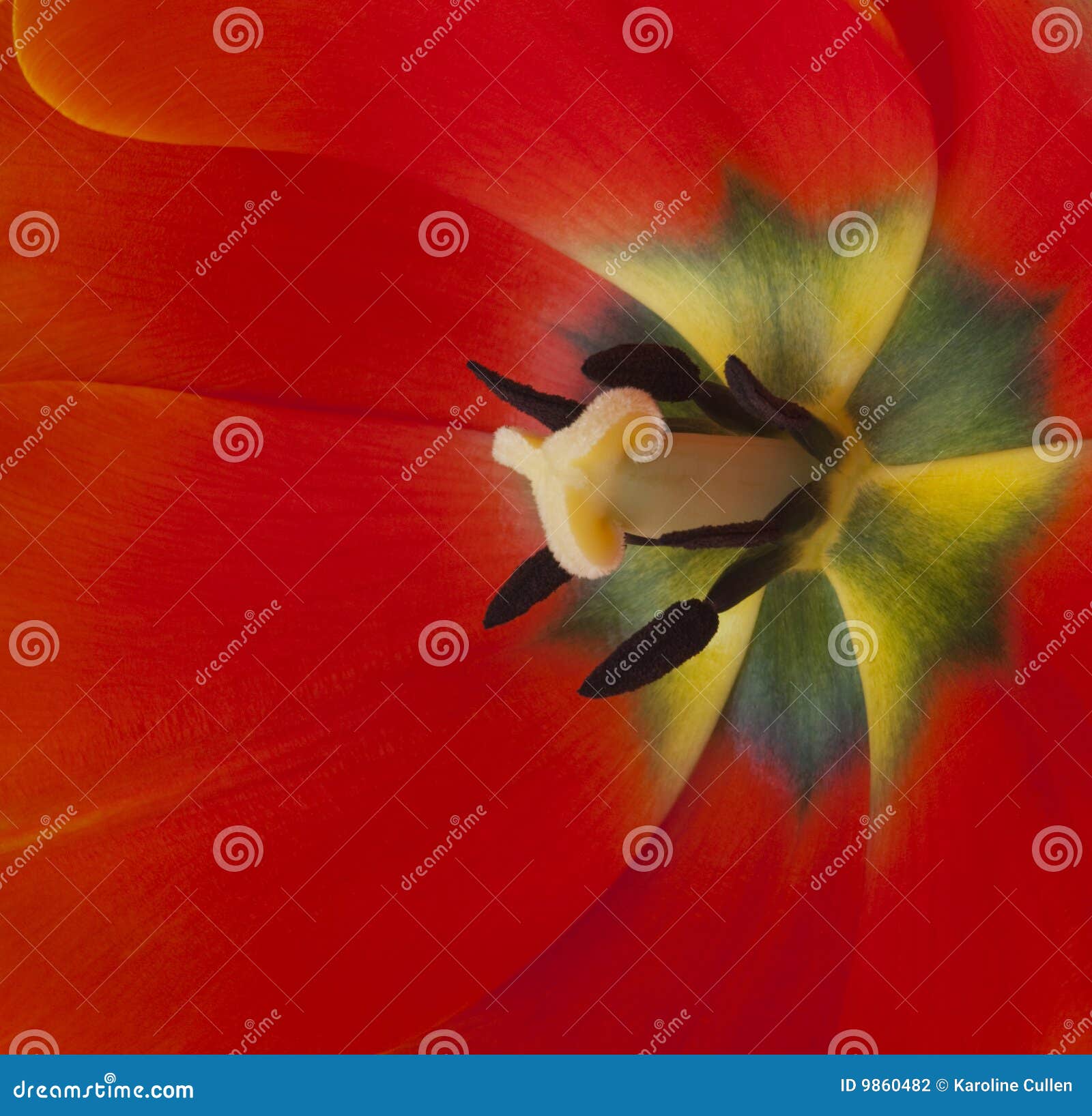 Red Tulip Center stock photo. Image of close, spring, petal - 9860482