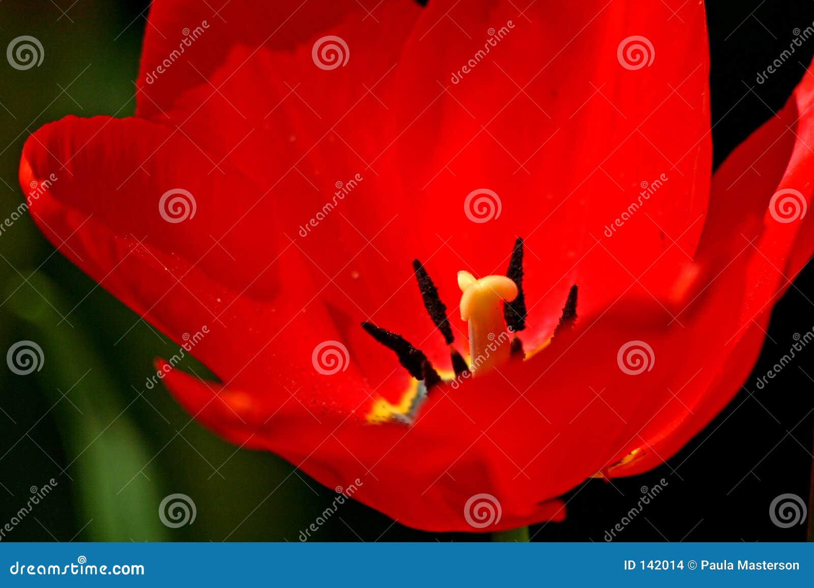 Red Tulip Close-Up stock photo. Image of crimson, center - 142014