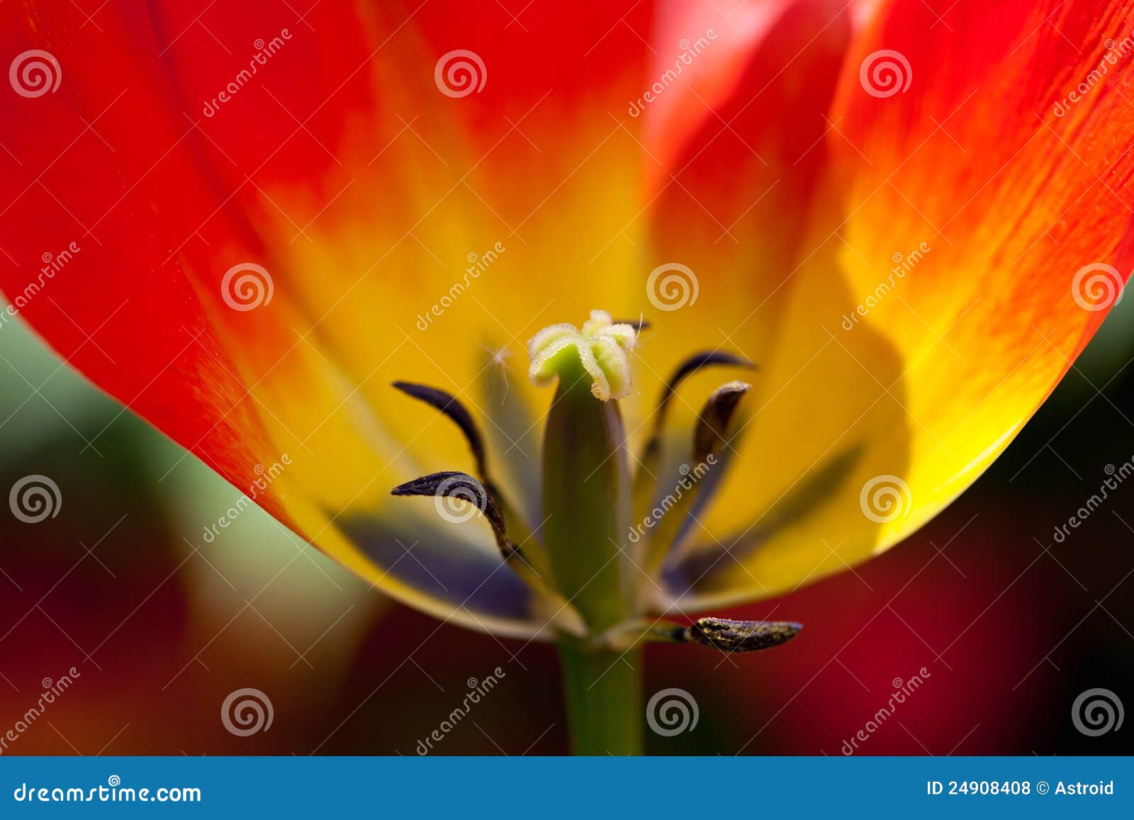 Red tulip close-up stock photo. Image of beauty, plant - 24908408