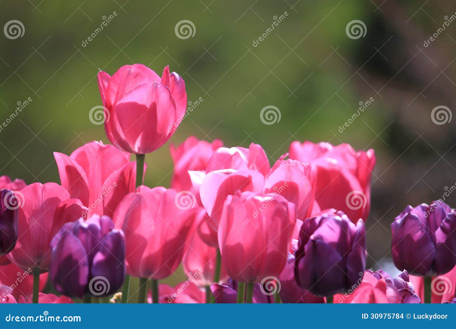 Red Purple Tulip stock photo. Image of field, group, sunny - 30975784