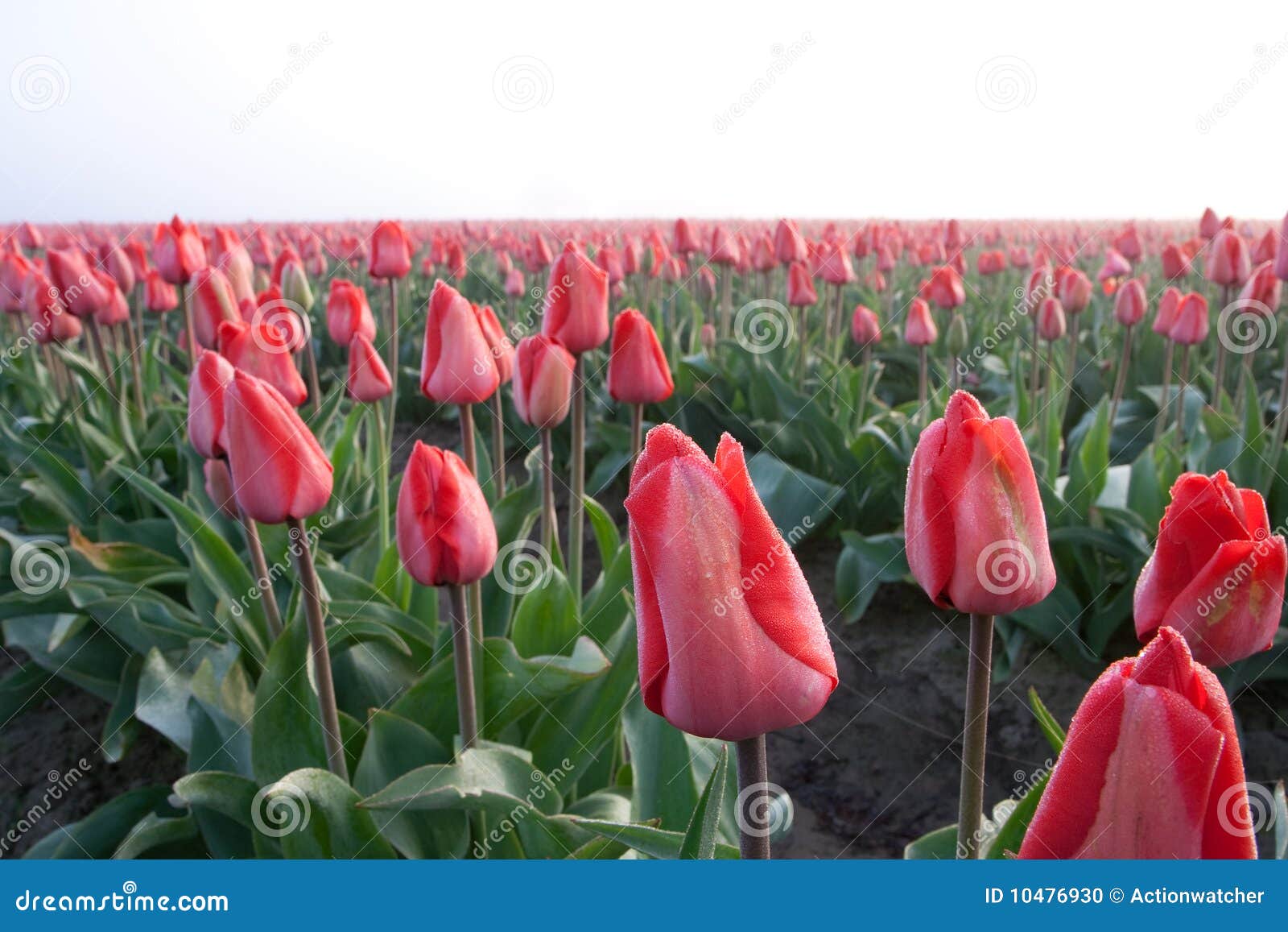 Red tulip field stock photo. Image of farming, green - 10476930