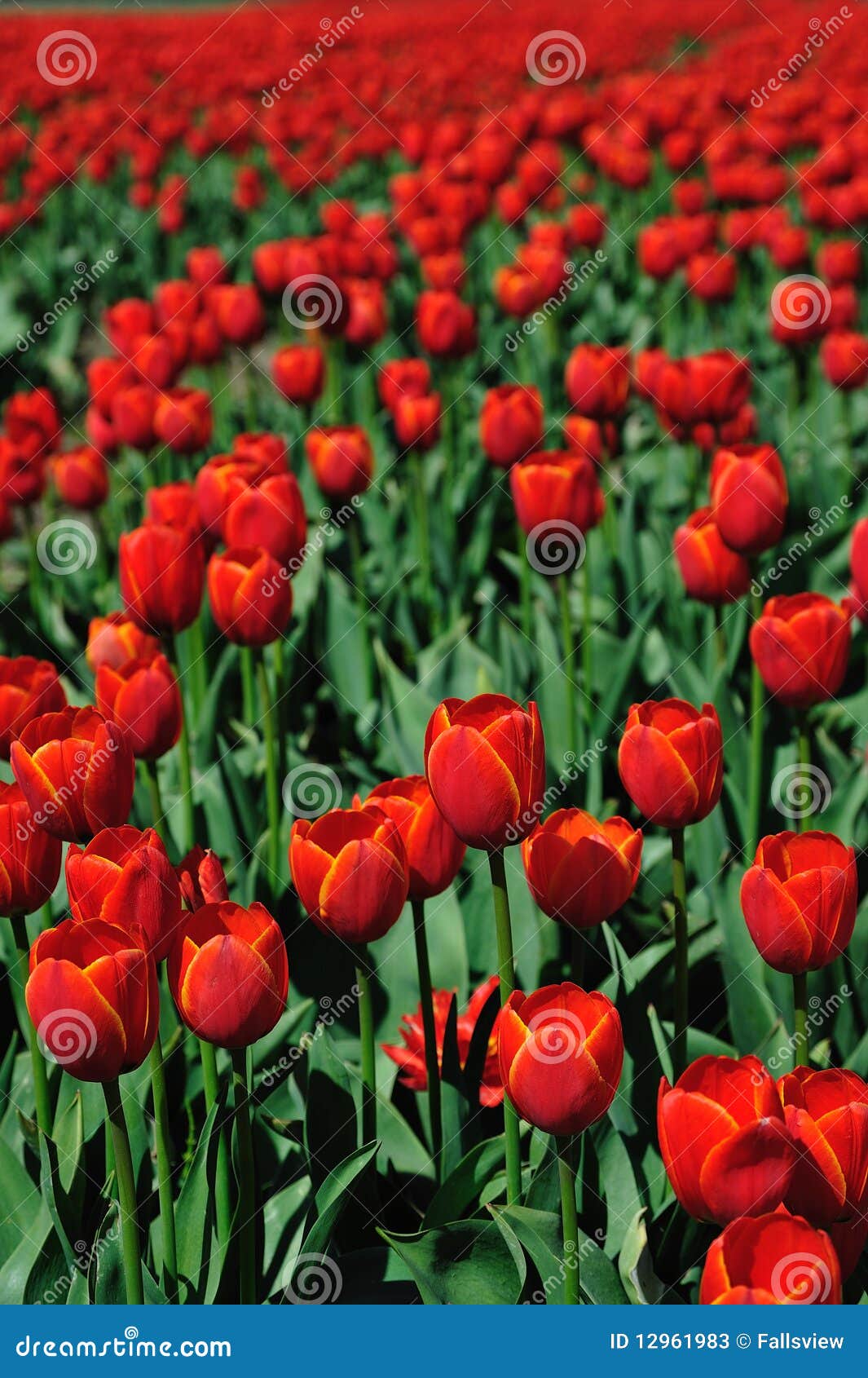 Red tulip field stock image. Image of landscaping, british - 12961983
