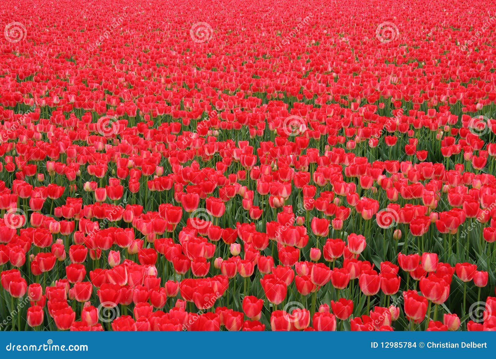 Red tulip field stock photo. Image of netherlands, holland - 12985784