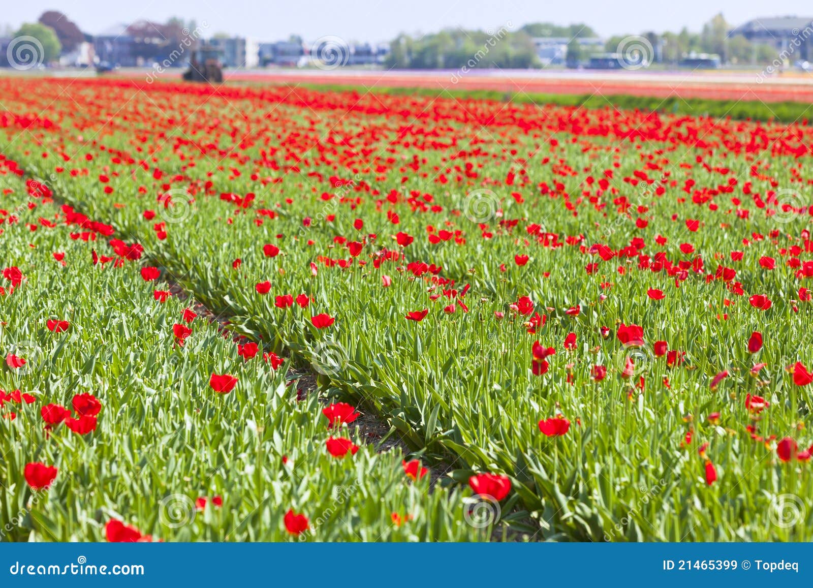 Red tulip field stock image. Image of holland, bright - 21465399