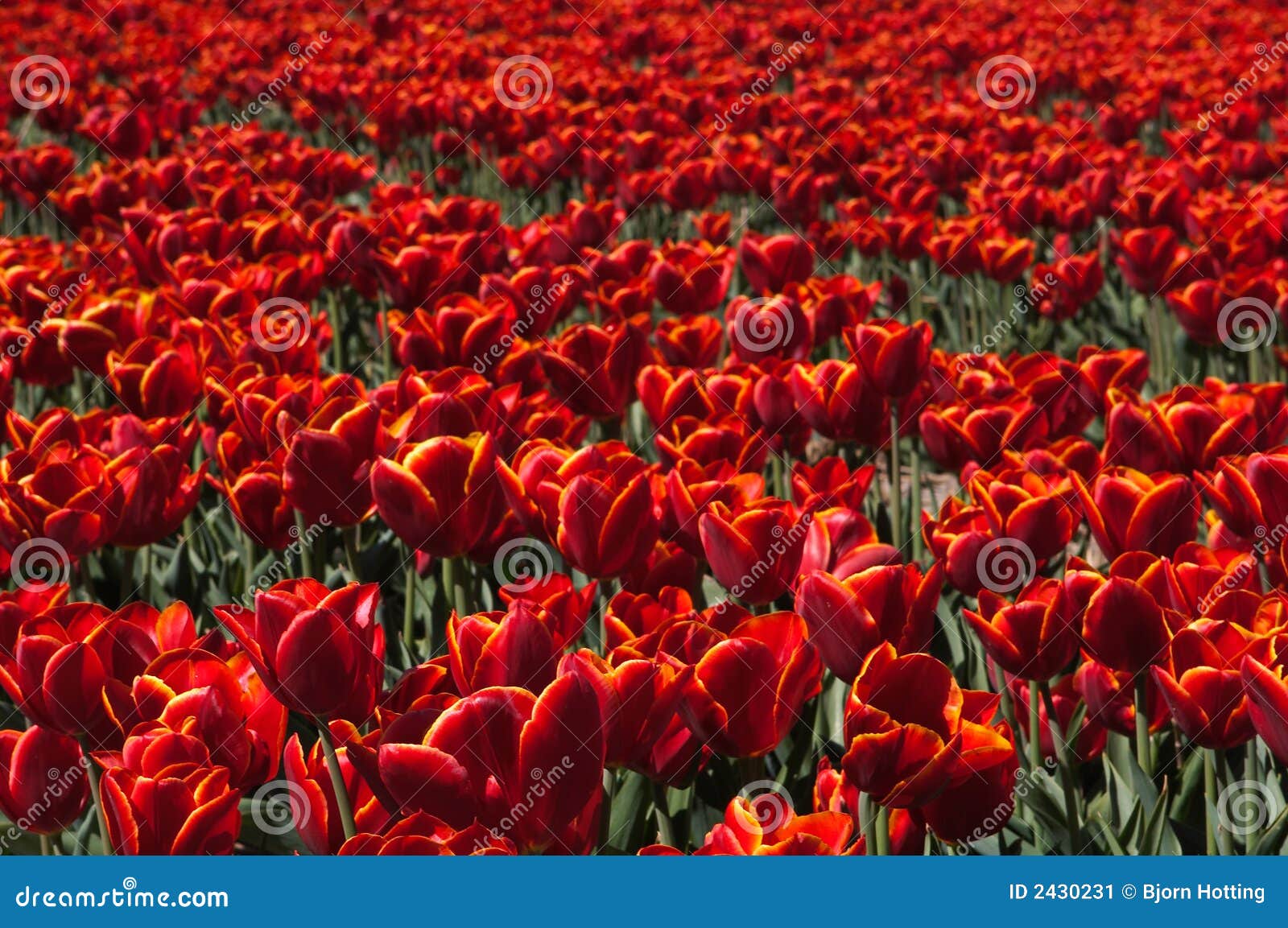 Red Tulip Field stock image. Image of collection, single - 2430231