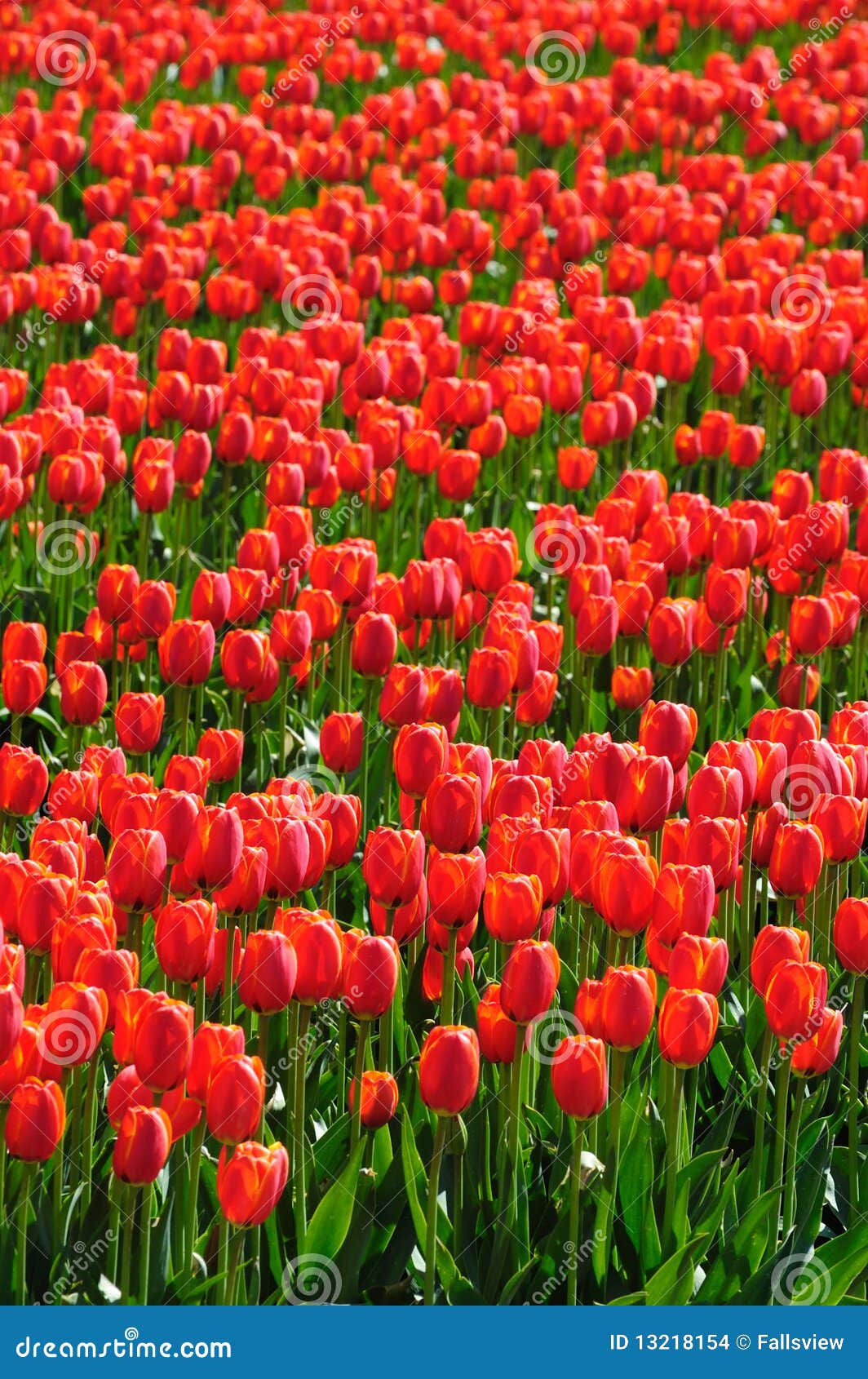 Red tulip field in bc stock photo. Image of seasonal - 13218154
