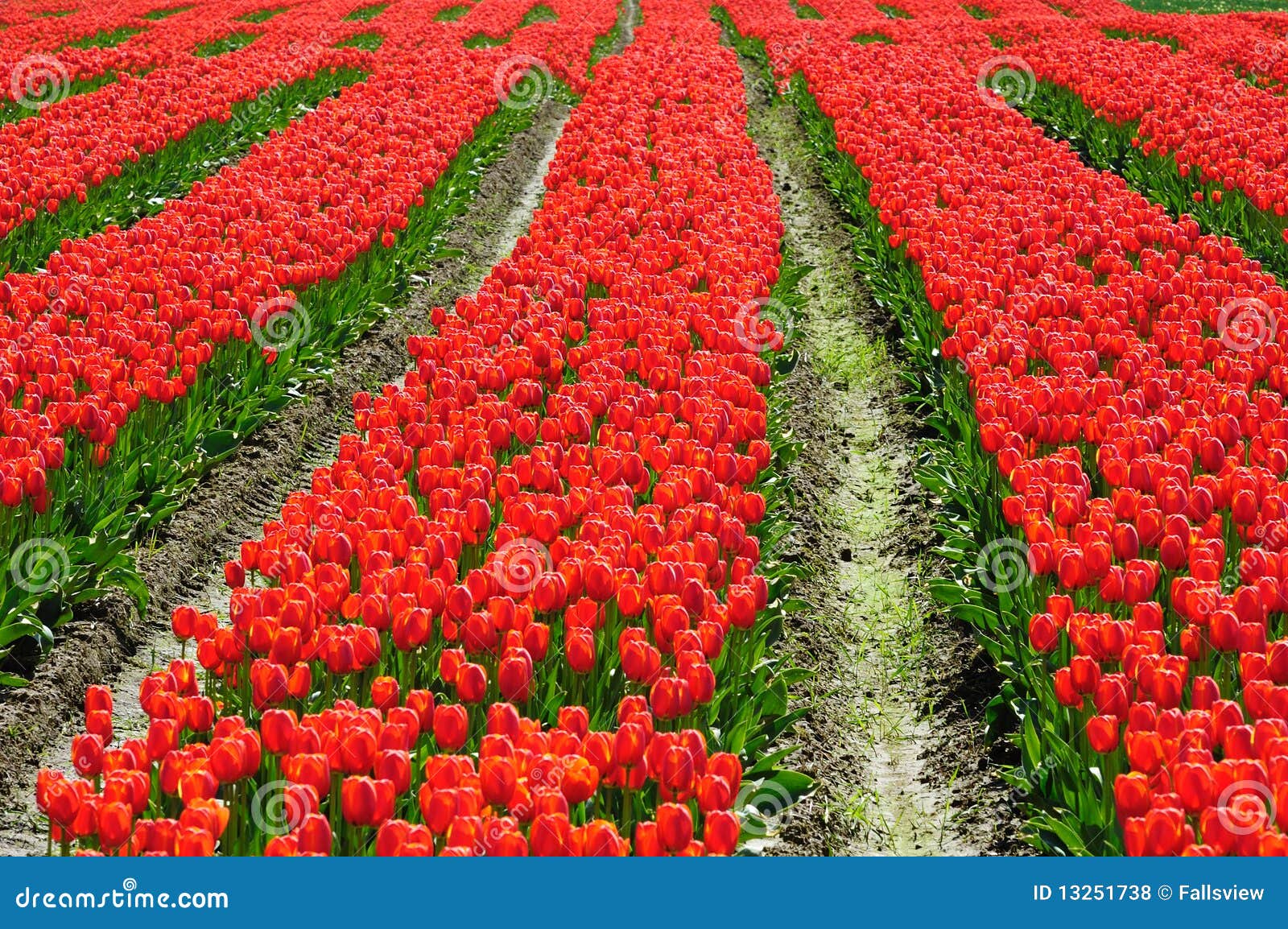 Red tulip field in bc stock photo. Image of scene, tulip - 13251738