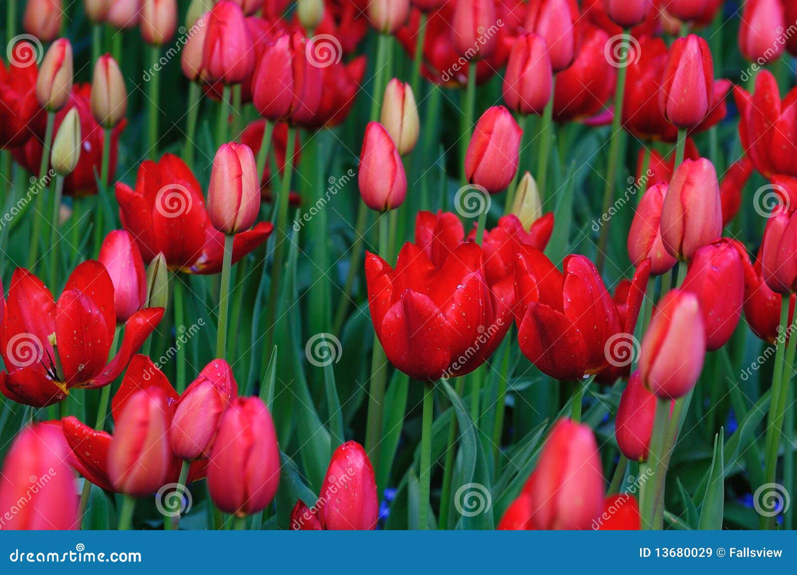 Red tulip field in bc stock image. Image of flora, island - 13680029