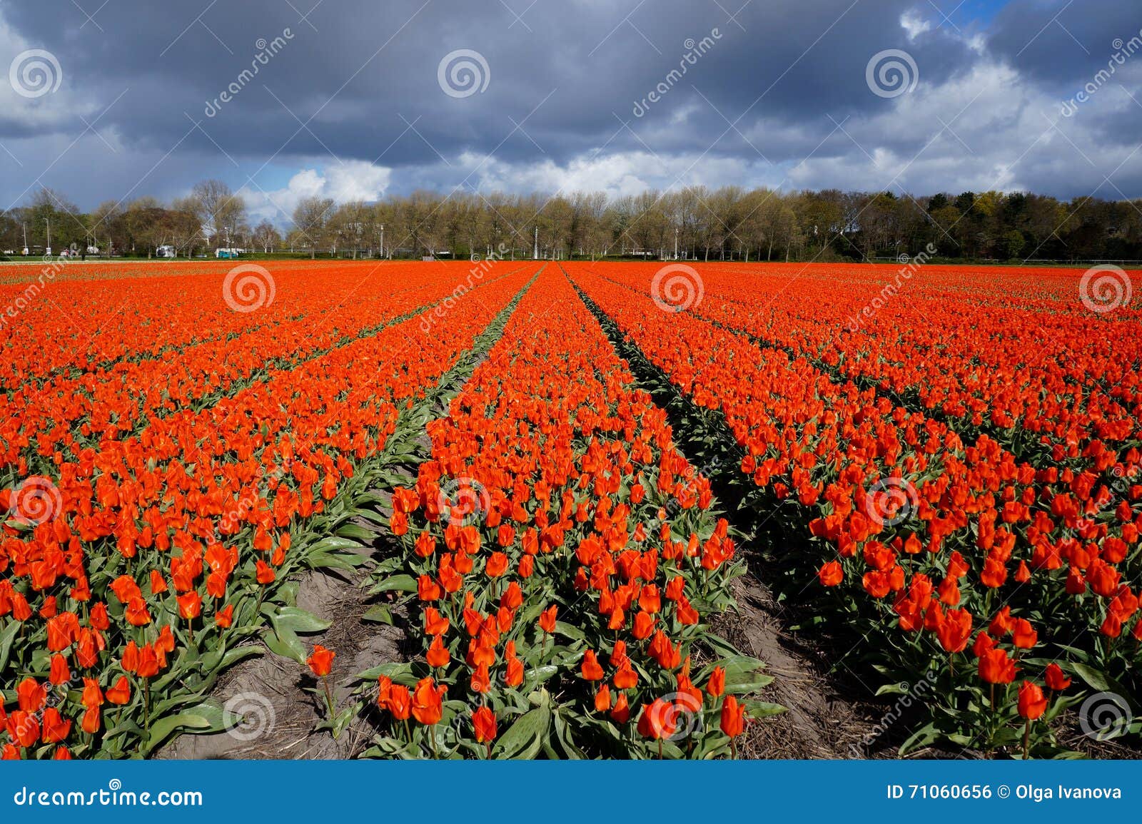 Red tulip field stock photo. Image of farm, field, plant - 71060656